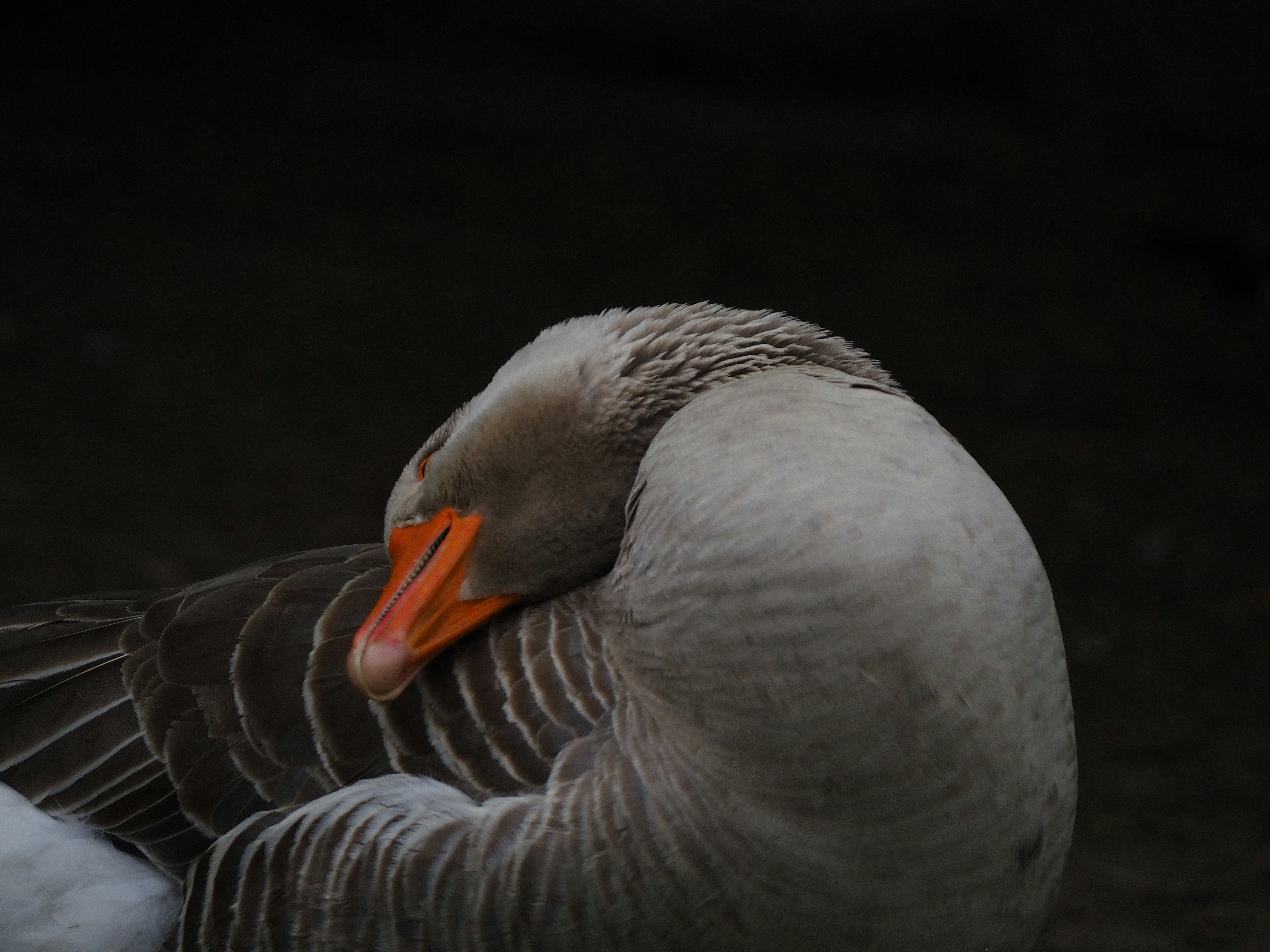 A close-up of a goose resting with its head tucked into its feathers, showcasing intricate feather patterns and soft textures.