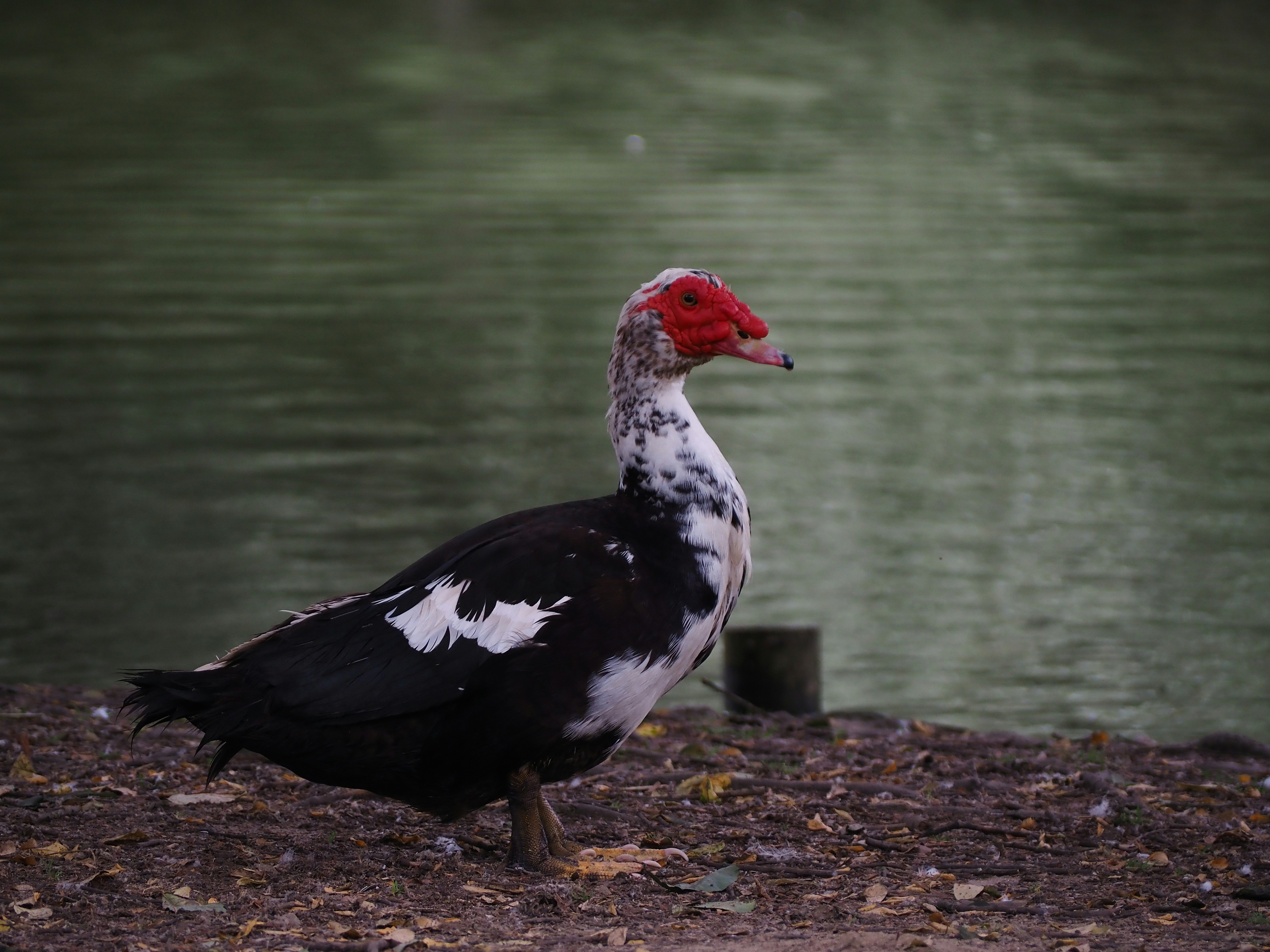 Red-headed Magpie Goose by the Water's Edge