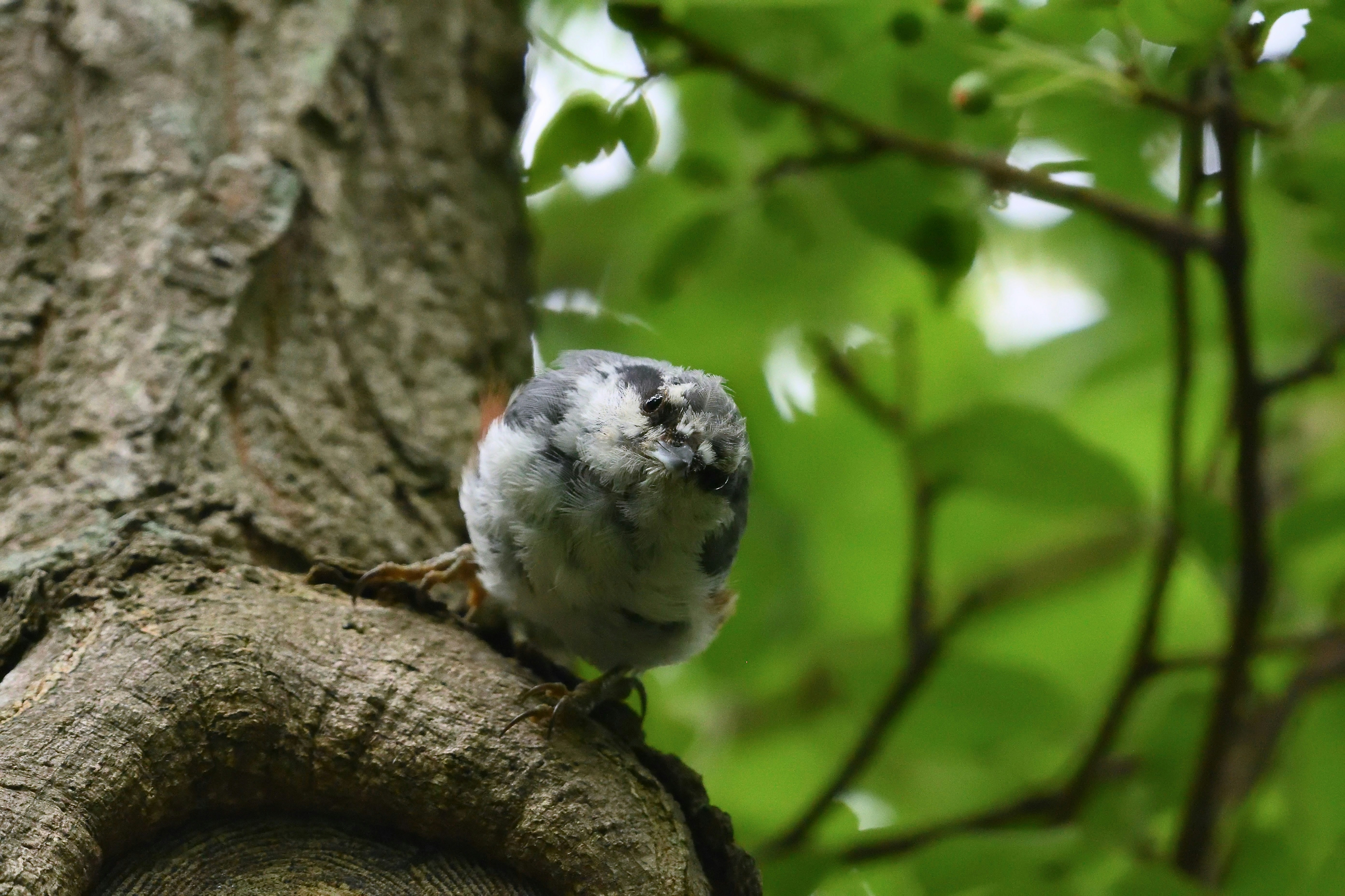 Nuthatch on a mossy knot: a quiet woodland moment