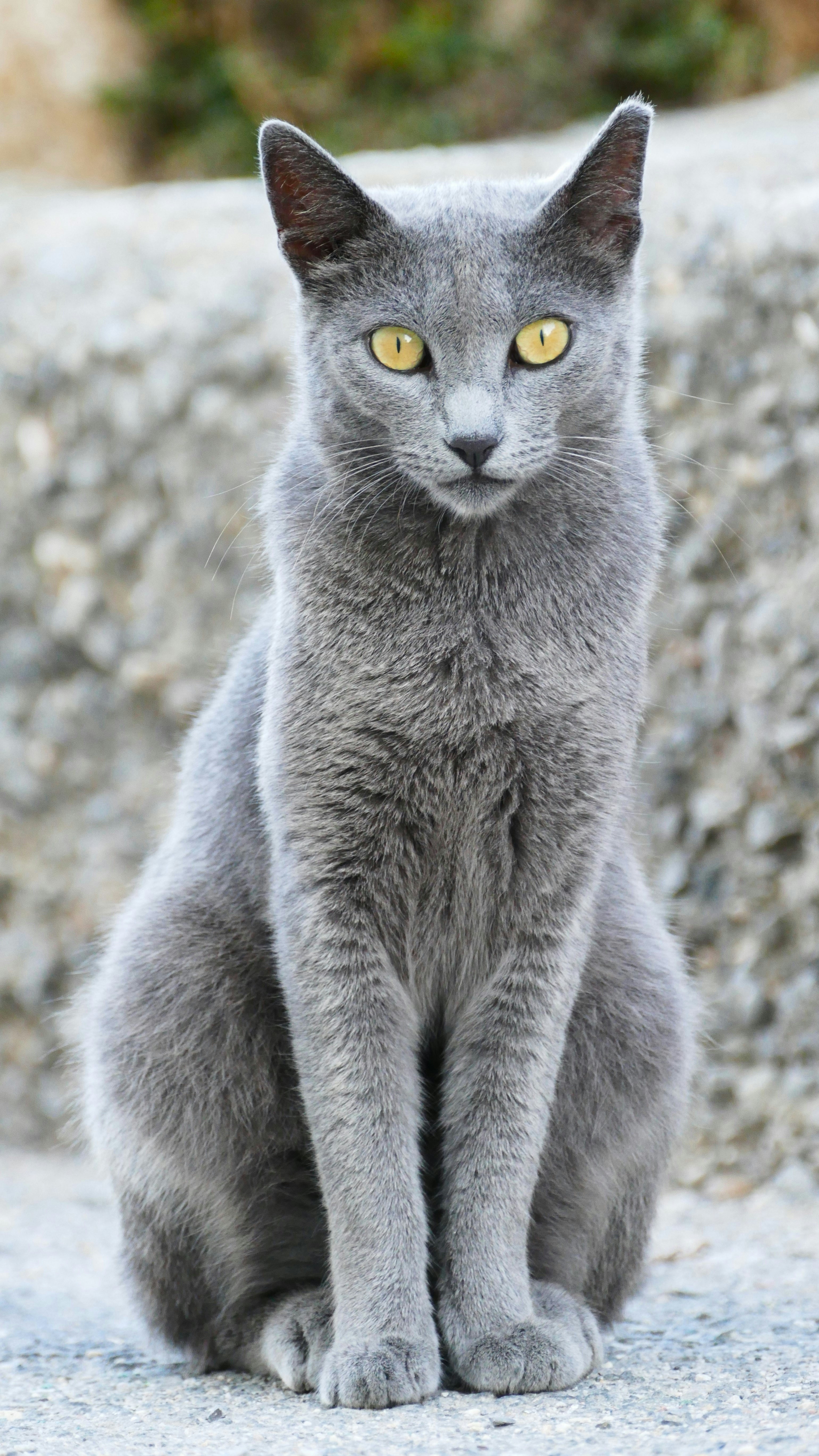 Amber-Eyed Sentinel: a poised gray cat on a weathered stone backdrop