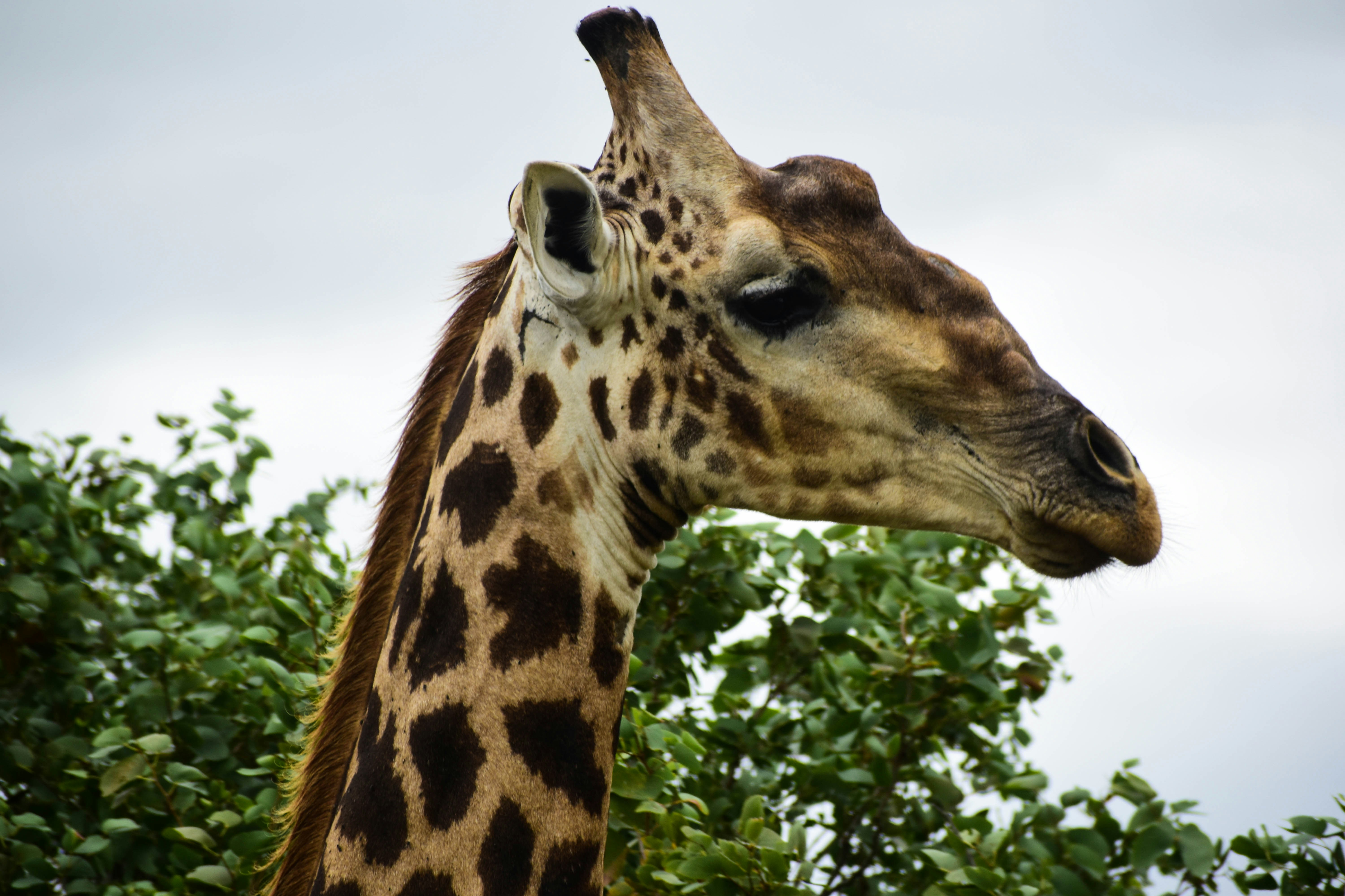 A giraffe stands in front of some trees photo – Free Animal Image on ...