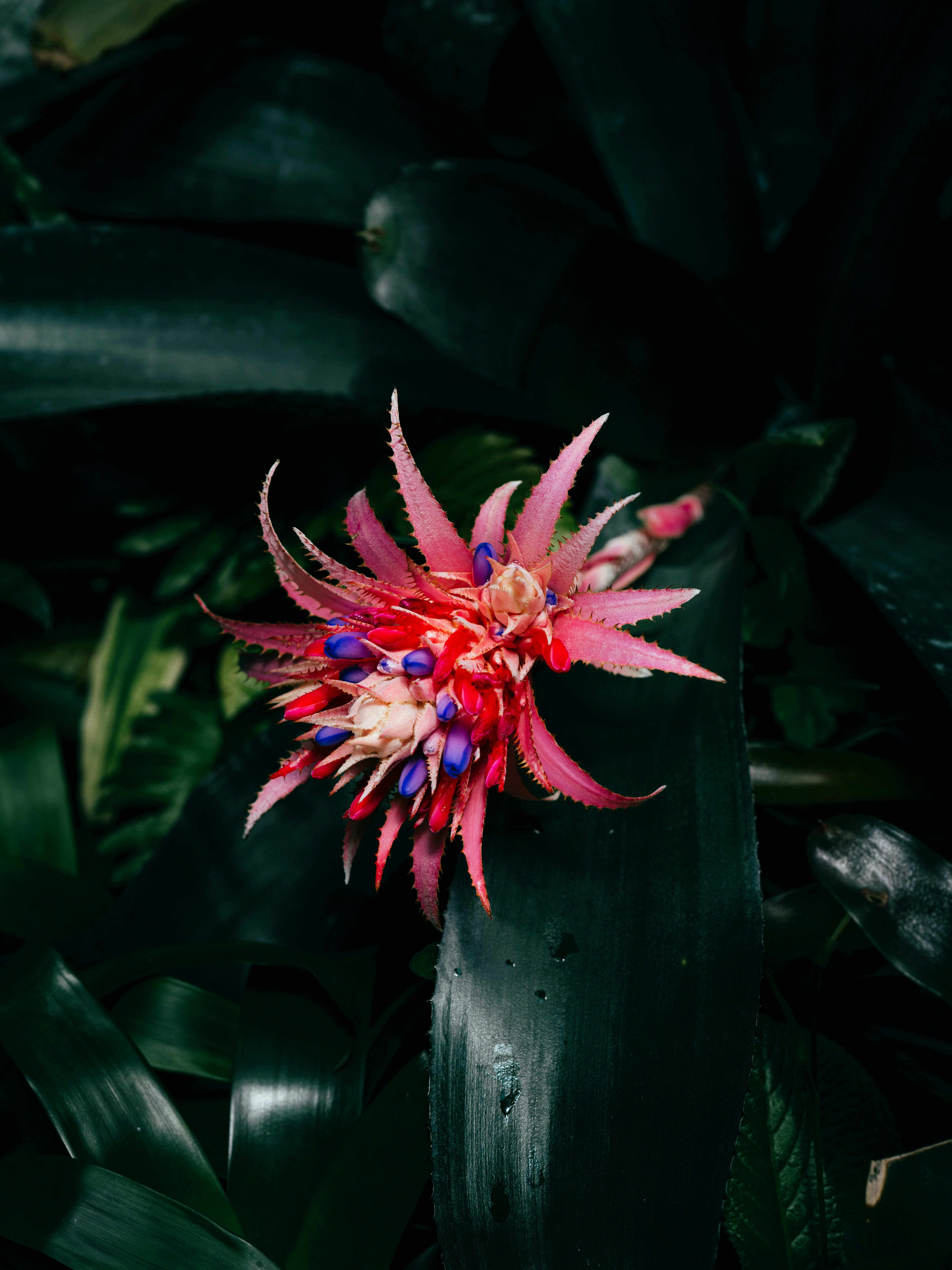A striking pink and blue flower emerges from dark green foliage, showcasing intricate details and vibrant colors.
