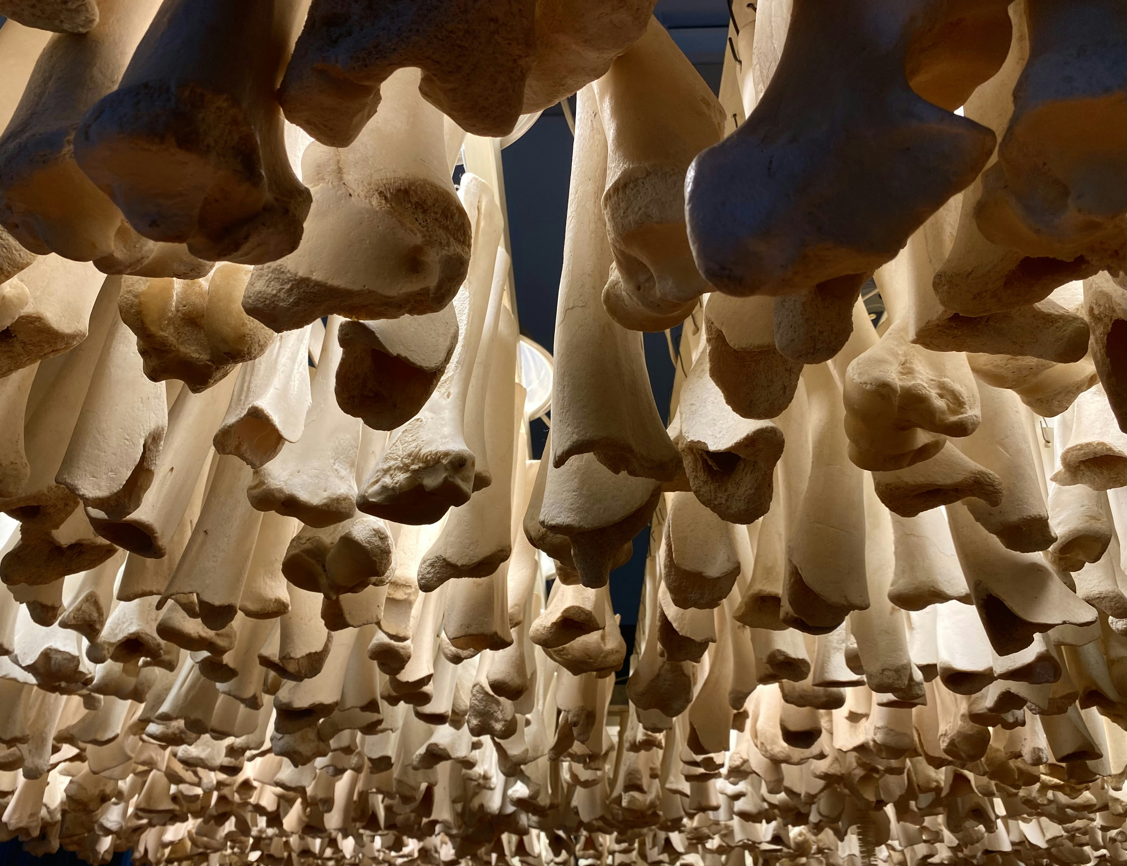 Bone Texture Pictures | Download Free Images on Unsplash