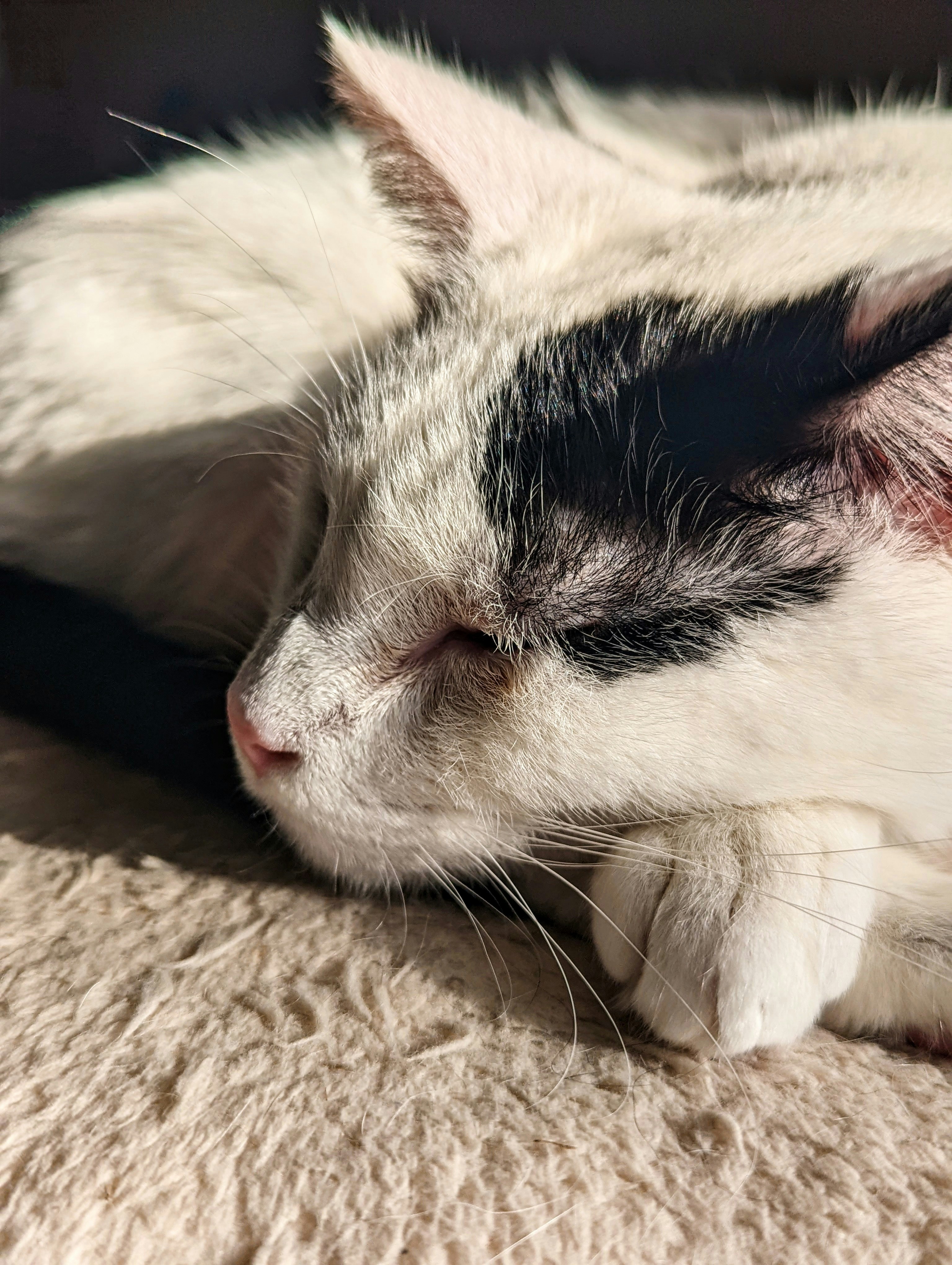 Sunlit Slumber: Close-Up of a Sleeping White Cat