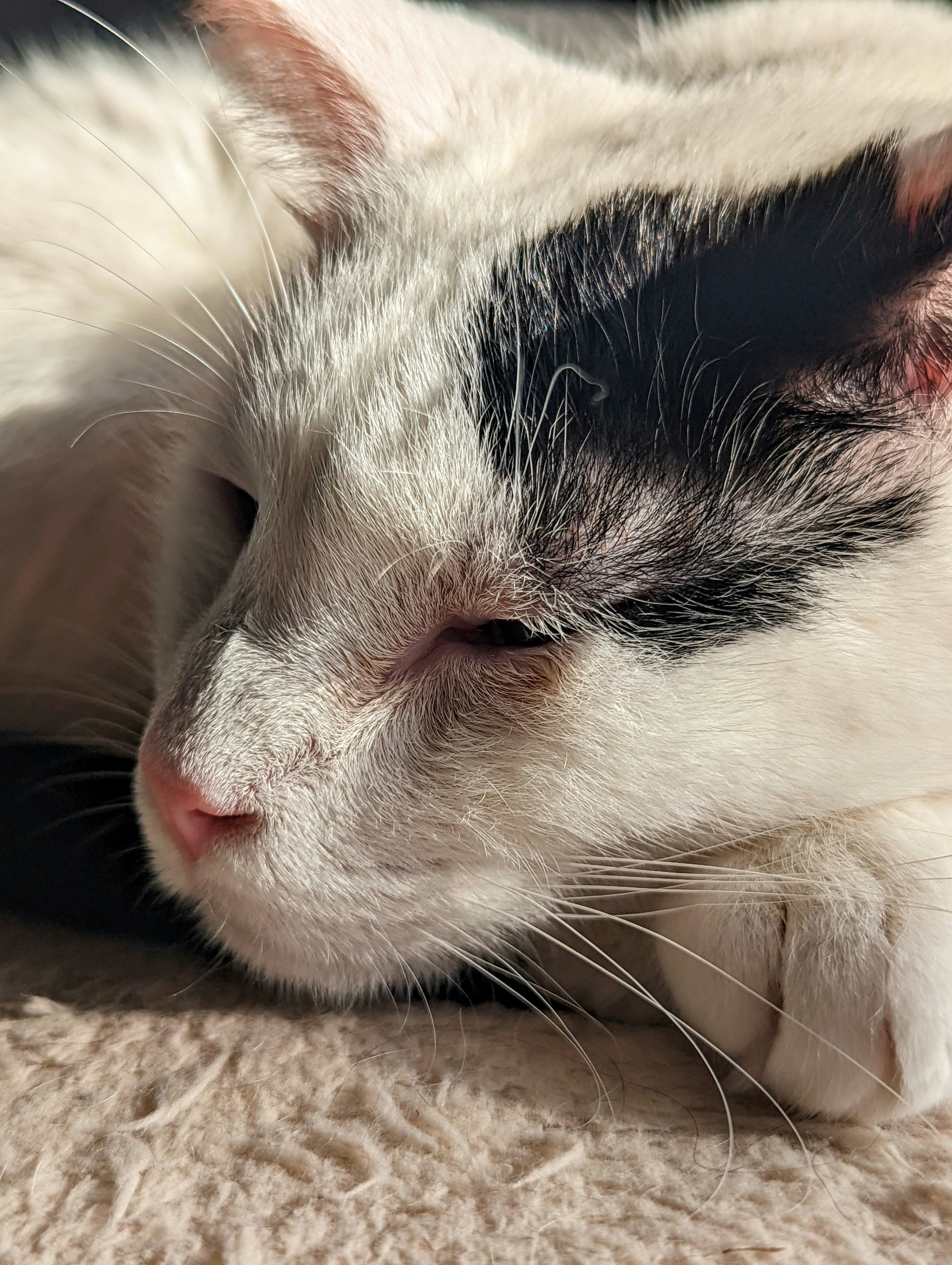 Sunlit Slumber: Close-Up of a White Cat with a Black Eye Patch