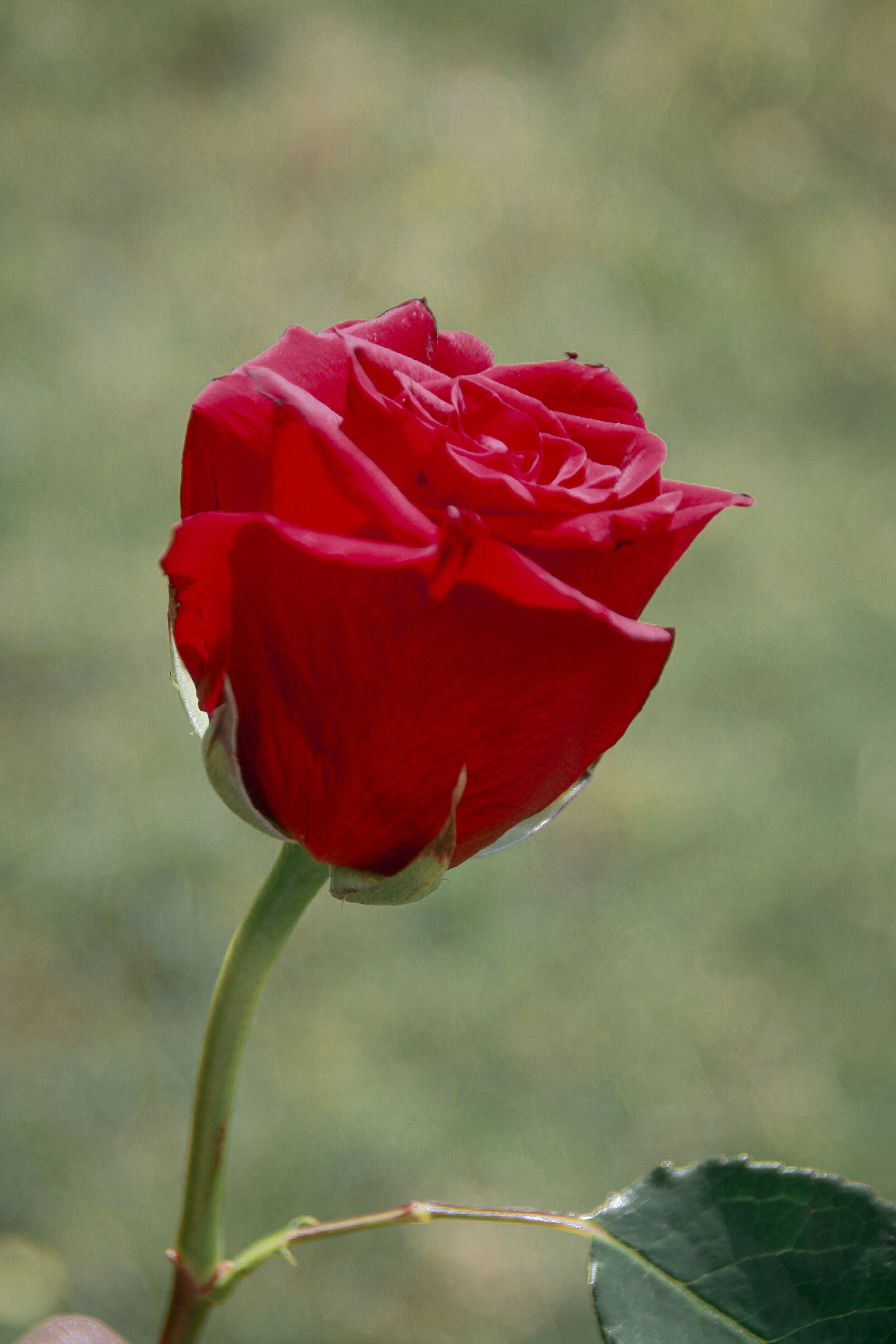 Crimson Rose in Soft Backdrop