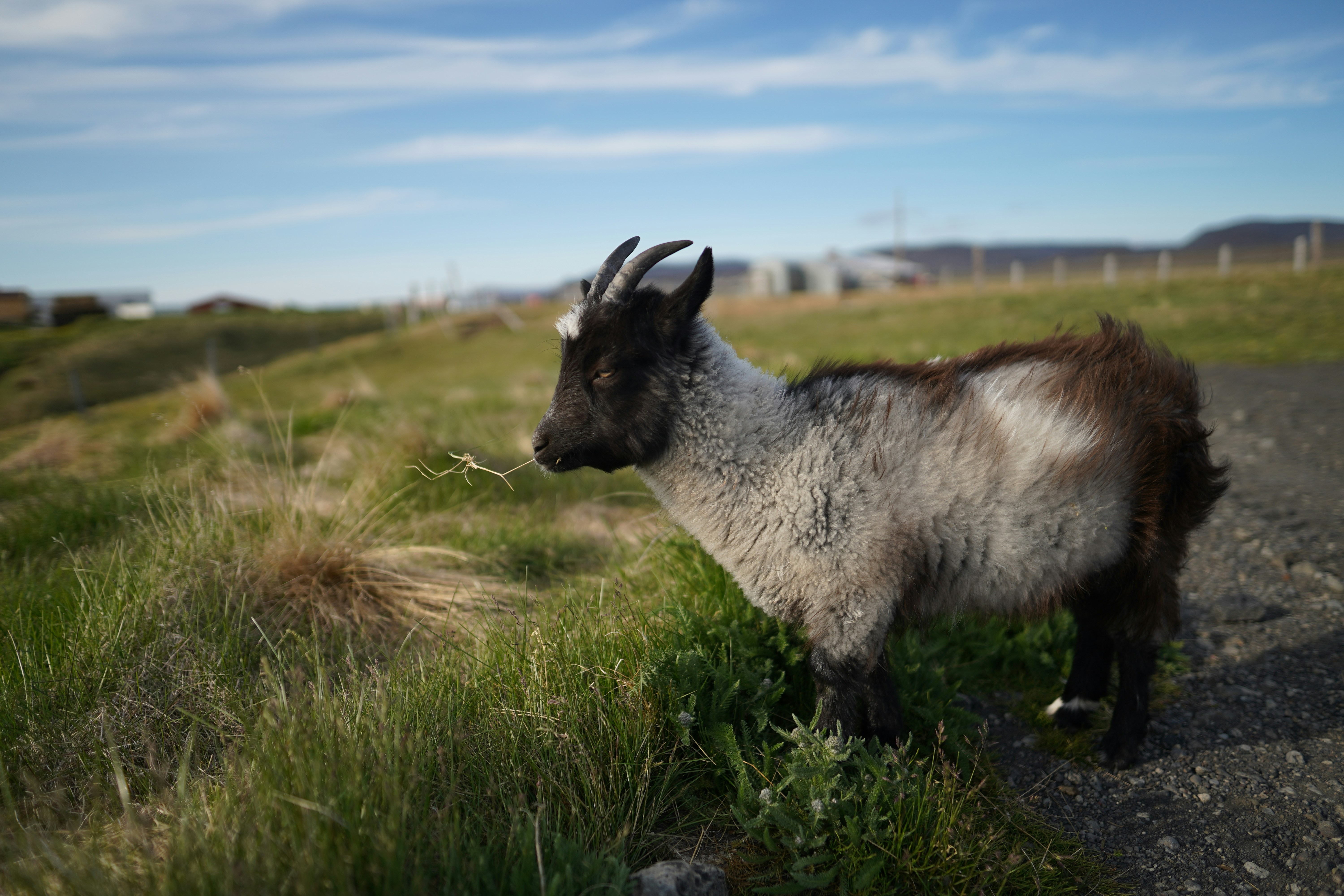Ram by the roadside: woolly silhouette against a vast blue sky