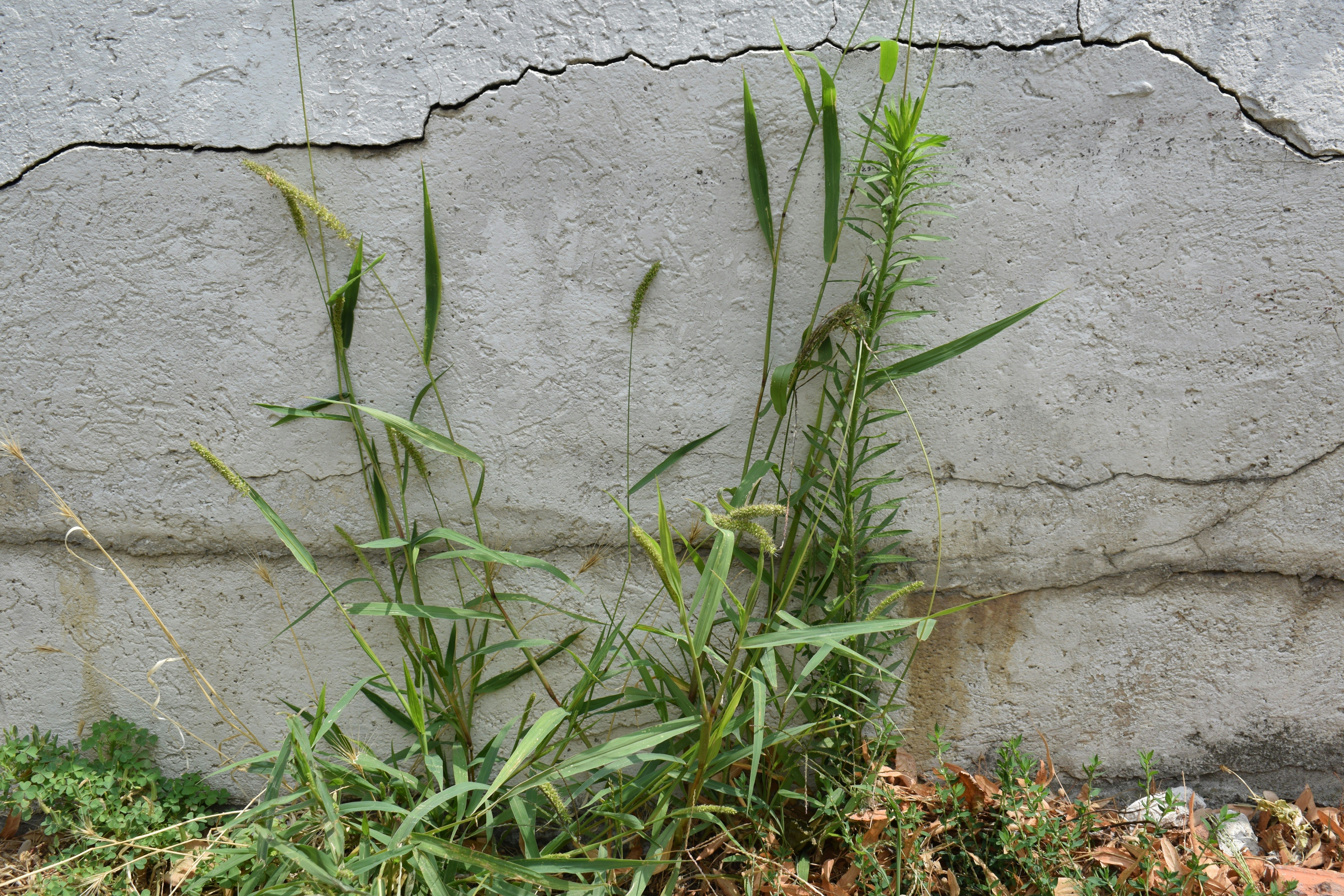 Tall grasses and weeds thrive against a weathered concrete wall, showcasing nature's persistence in urban environments.