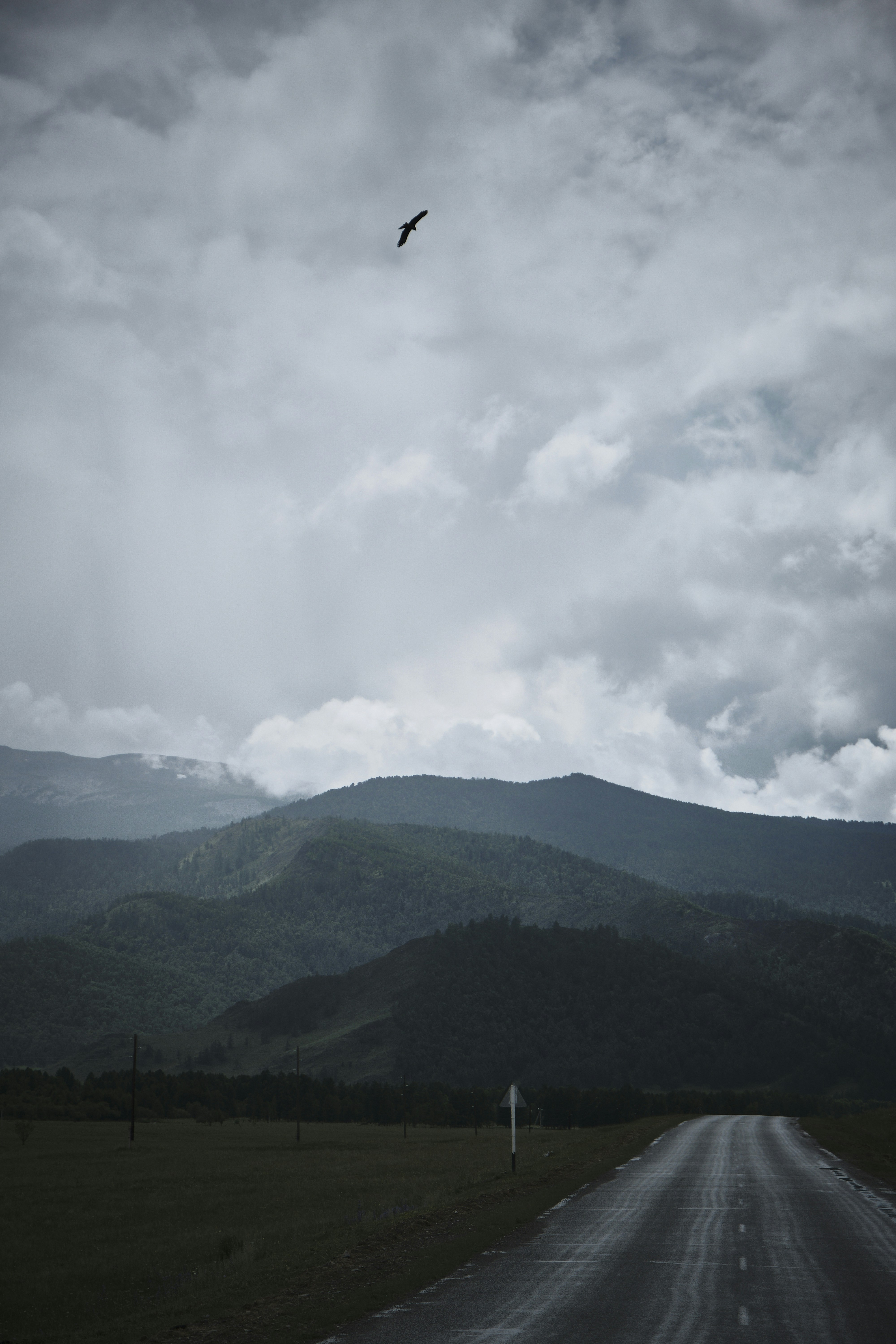 Soaring Over Quiet Ridges: A Lone Bird Above a Wet Road