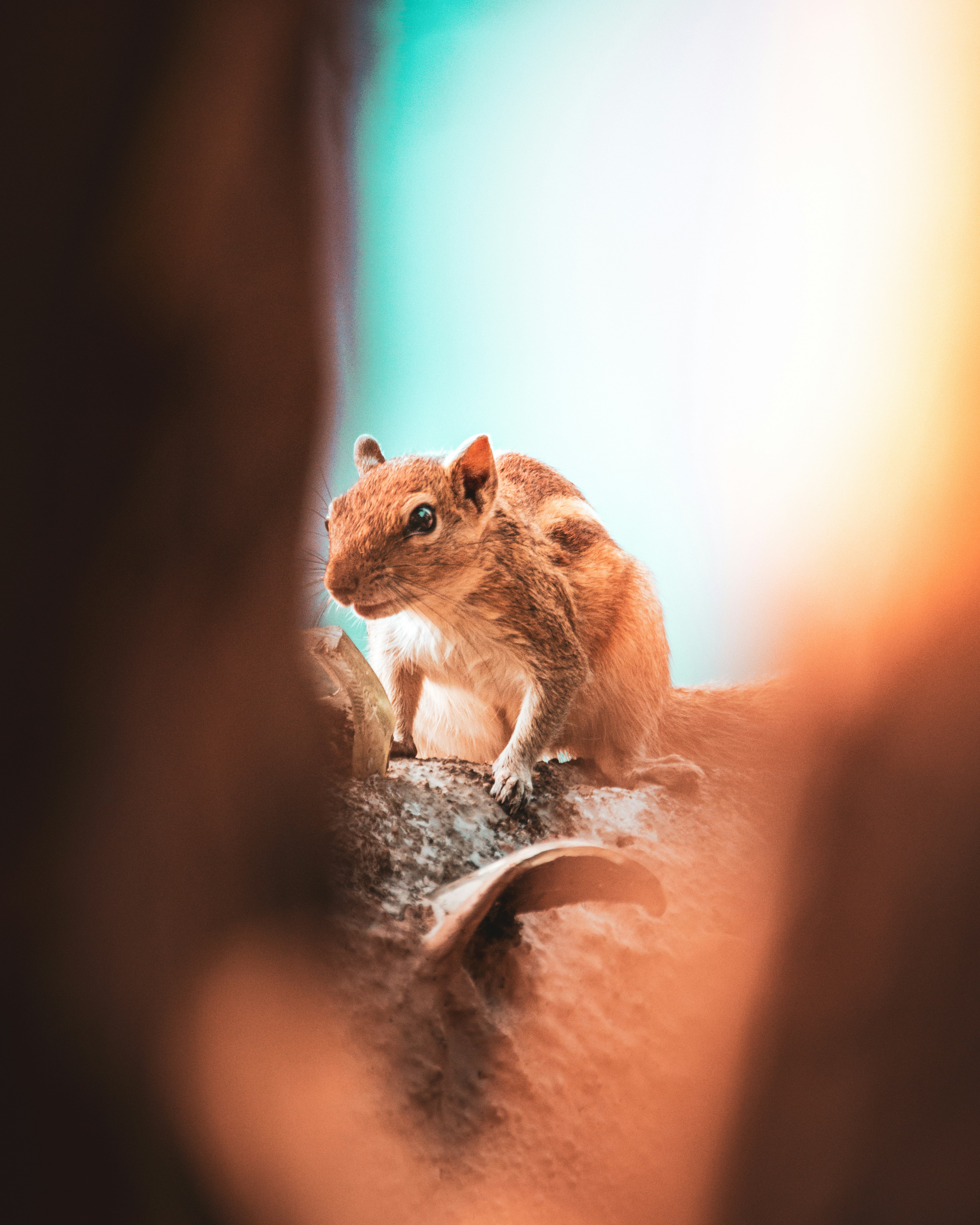 나뭇 가지에 다람쥐 사진 – Unsplash의 무료 다람쥐 이미지