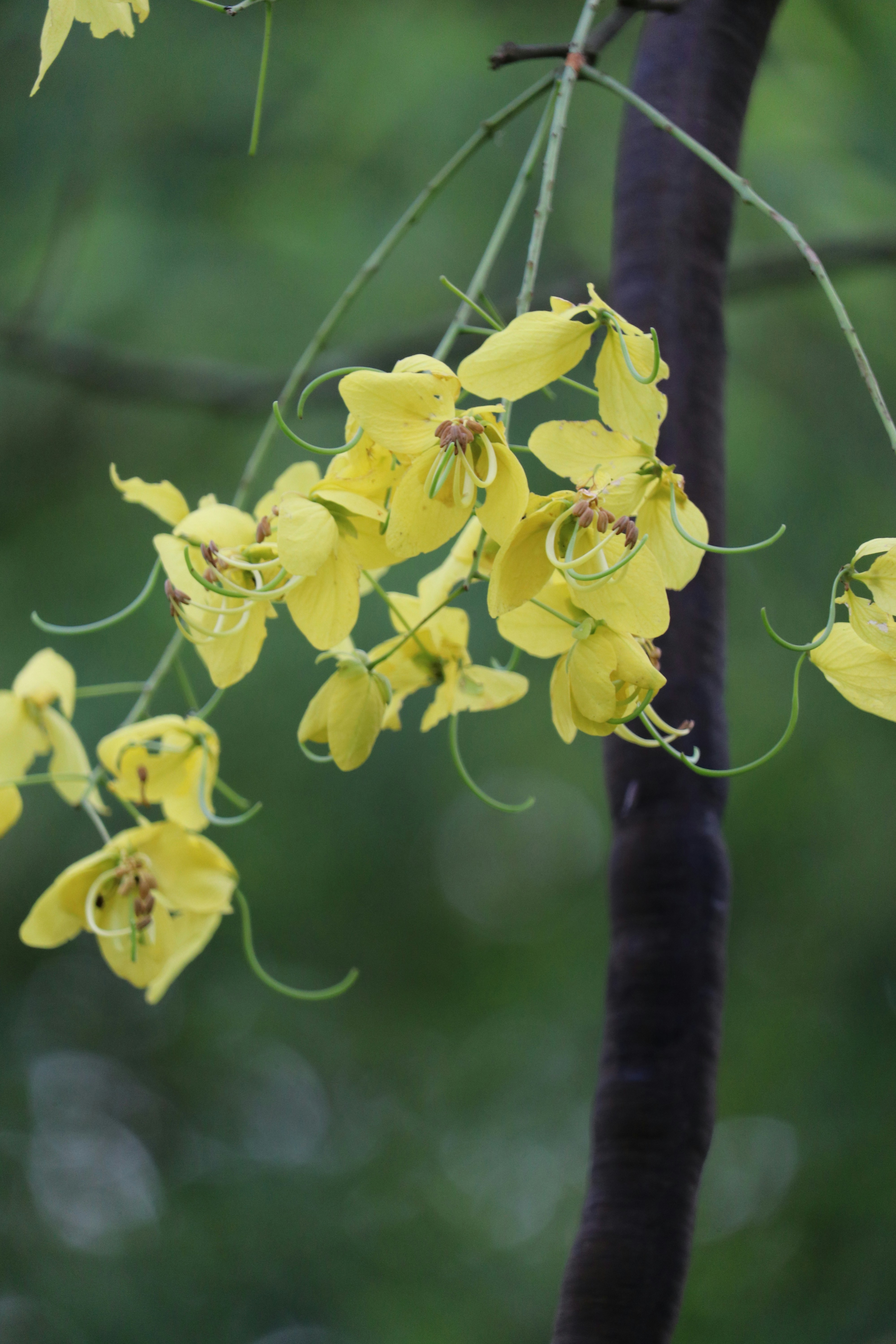 Yellow orchid blossoms cling to a dark branch against a soft green backdrop