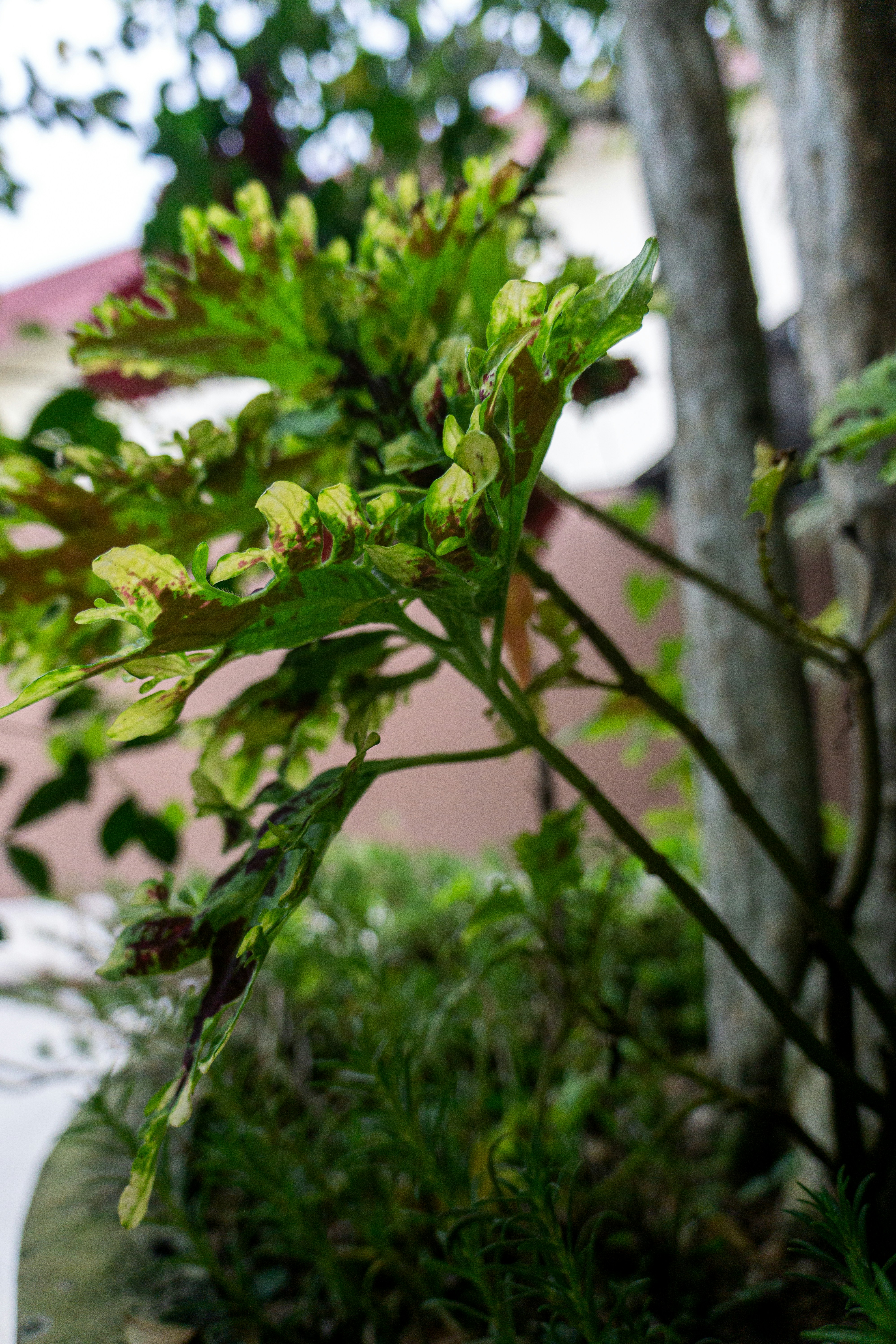 Cream-Edged Variegation in Sharp Focus: Leaves Against a Soft Garden Blur