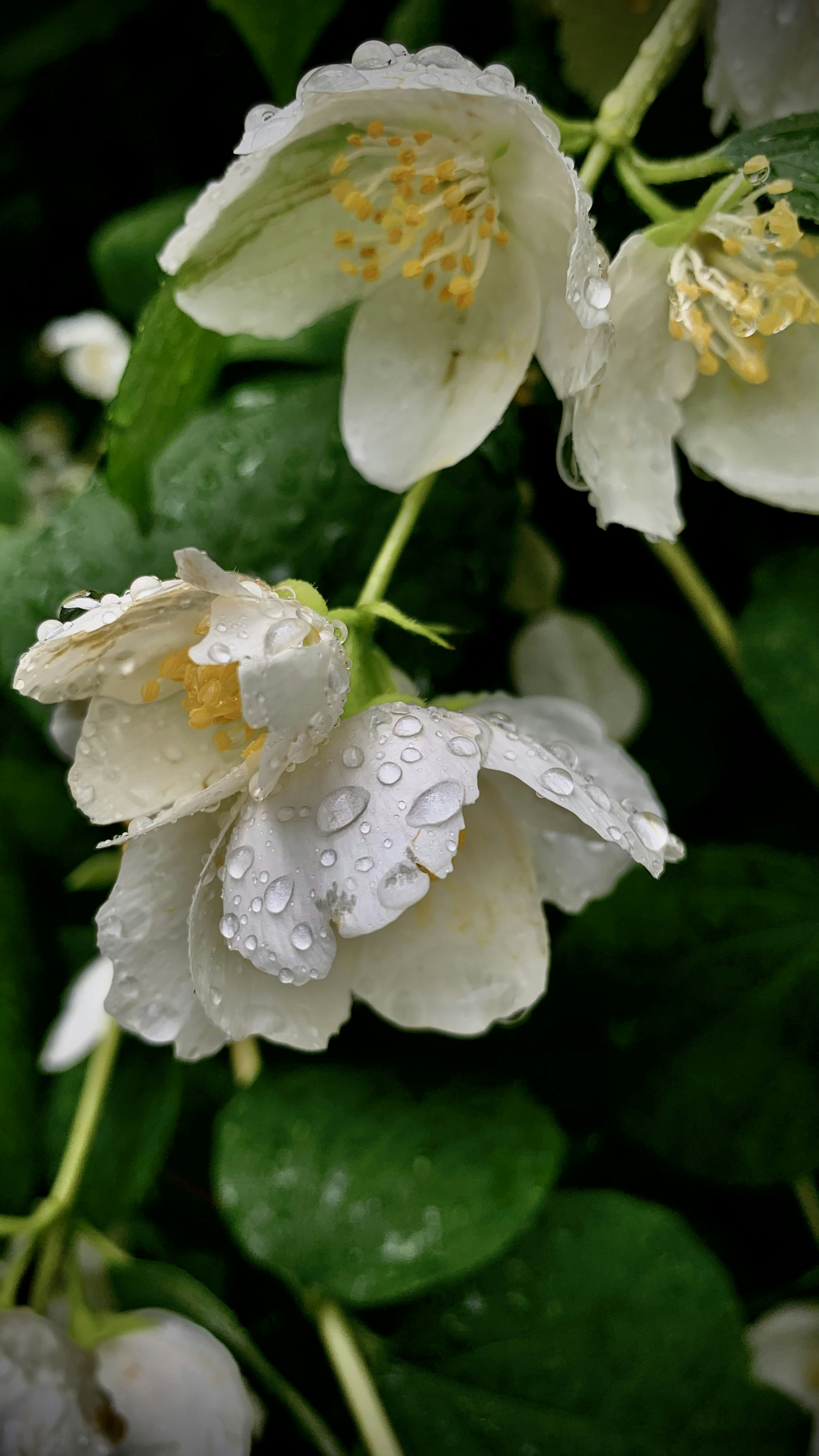 A close up of a flower photo – Free Flower Image on Unsplash