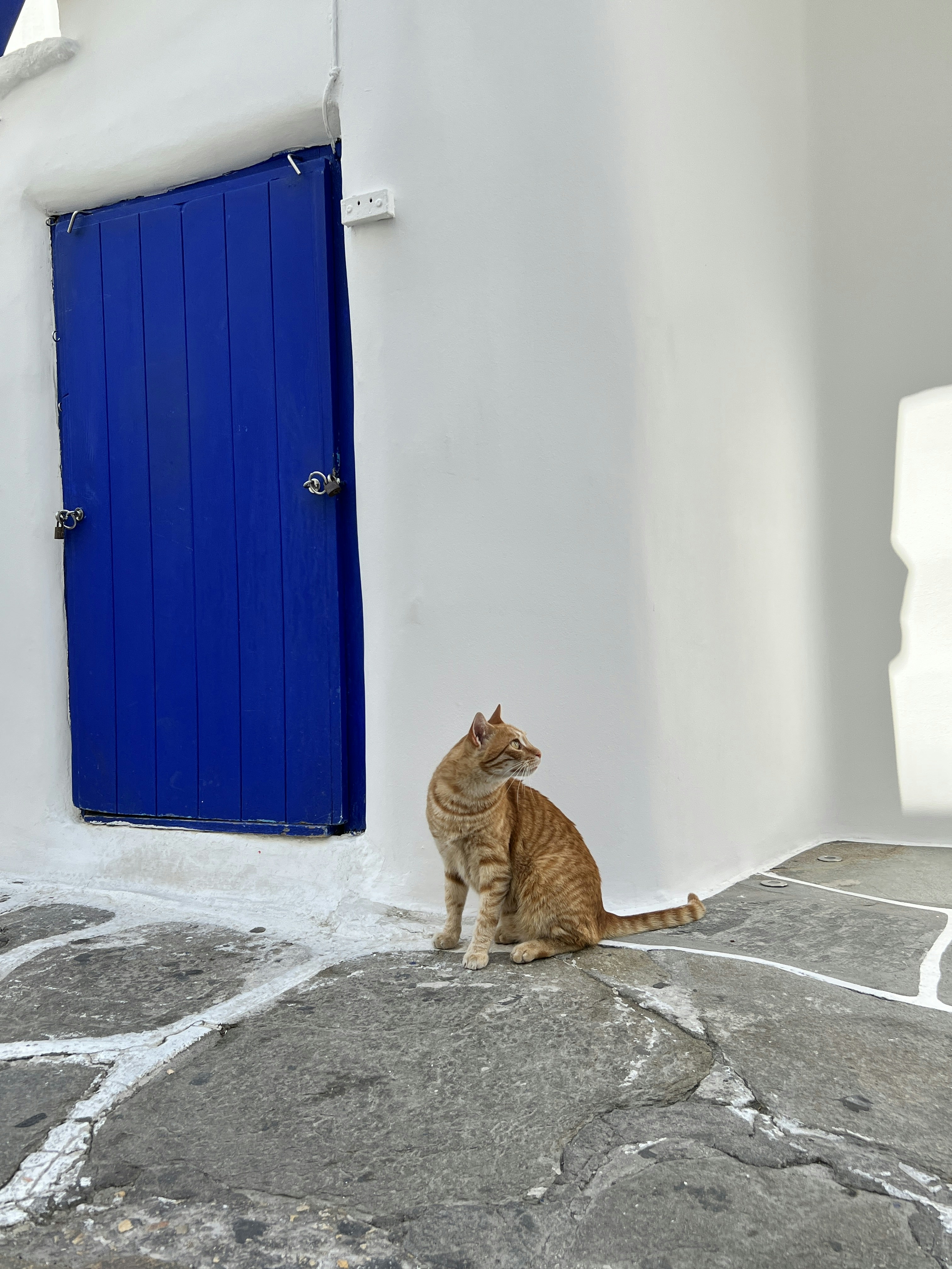 a cat sitting on the ground