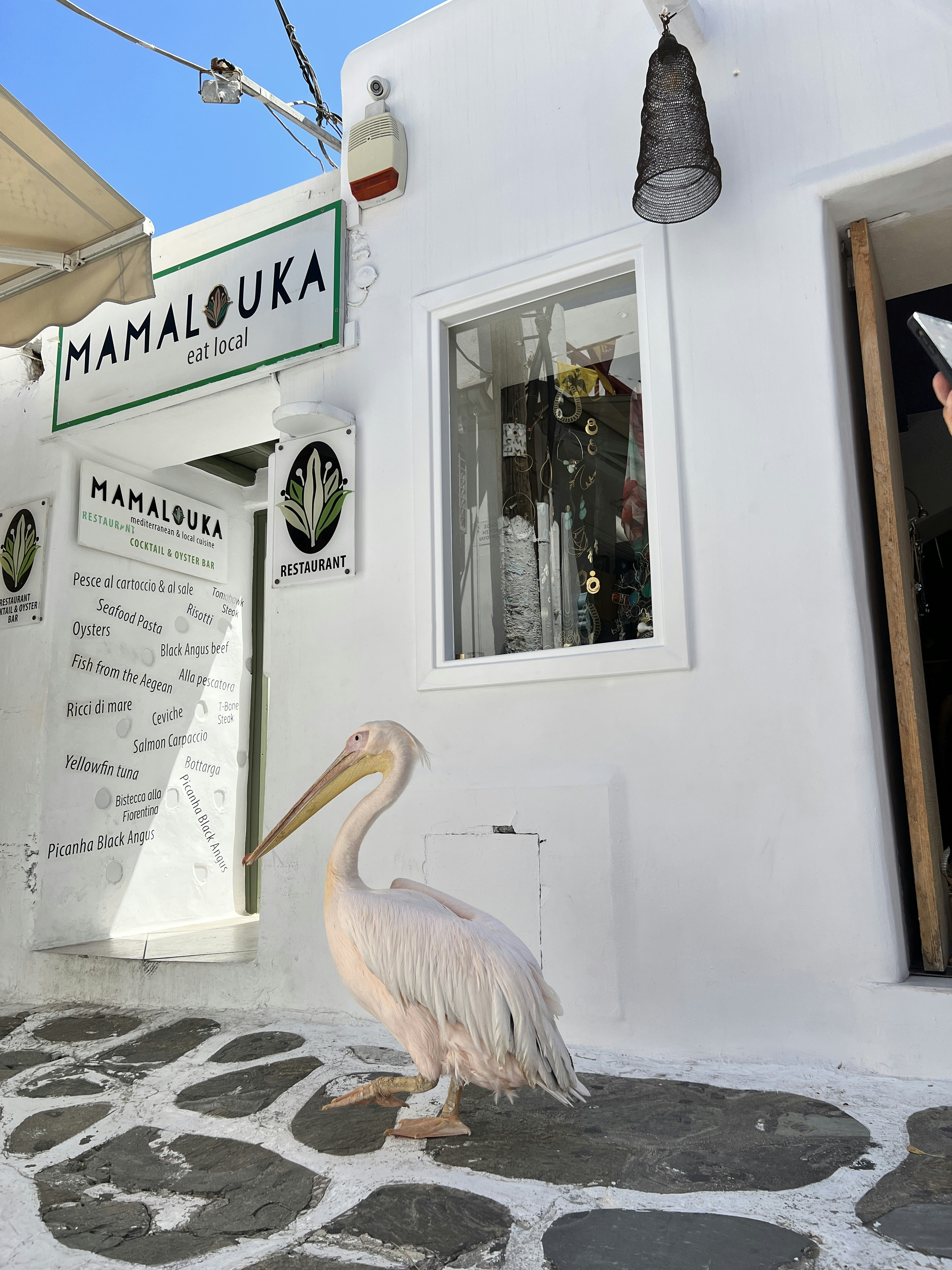 Pink Pelican at a Sunlit Greek-White Café