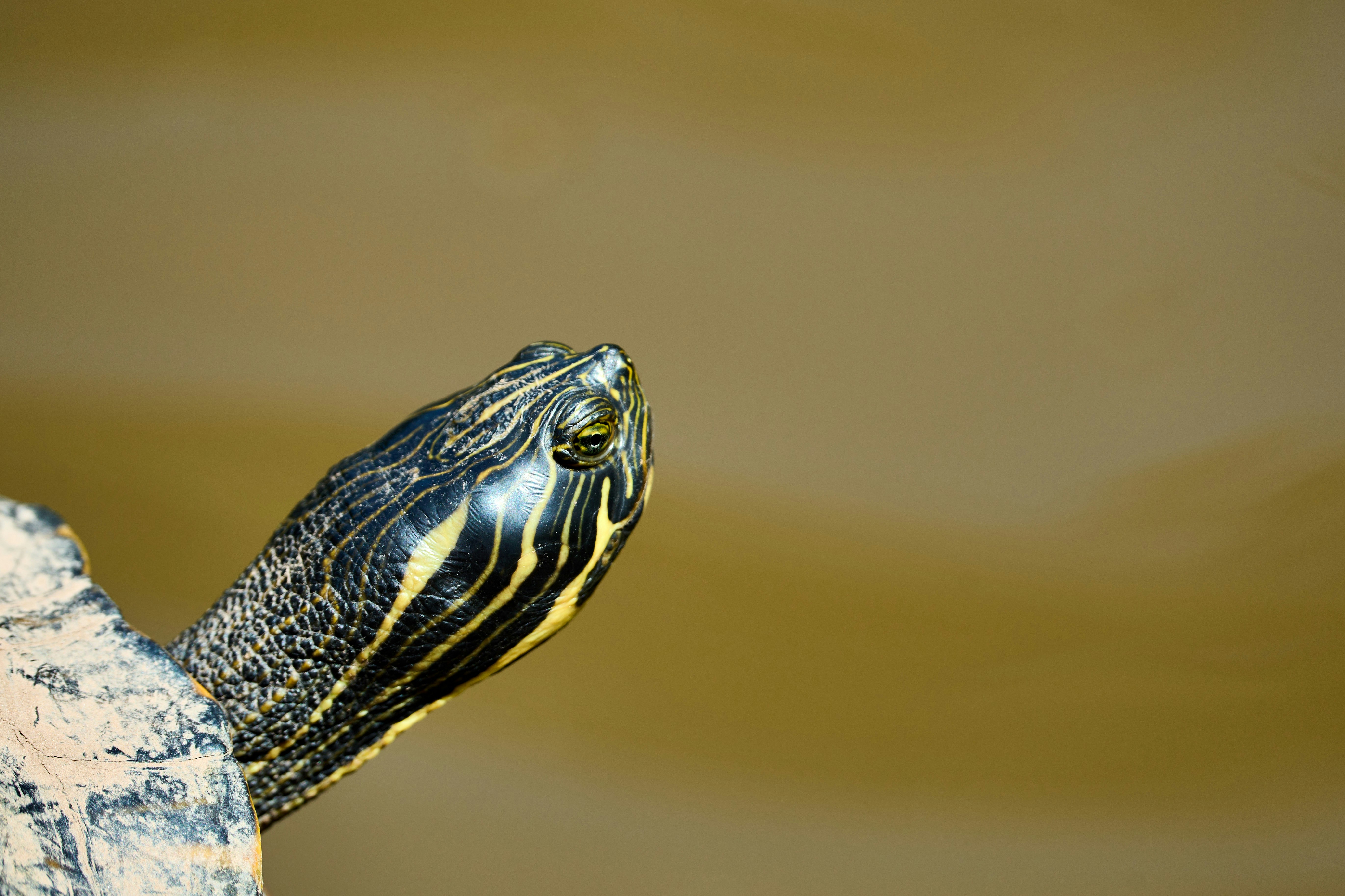 Striped Sentinel on a River Rock