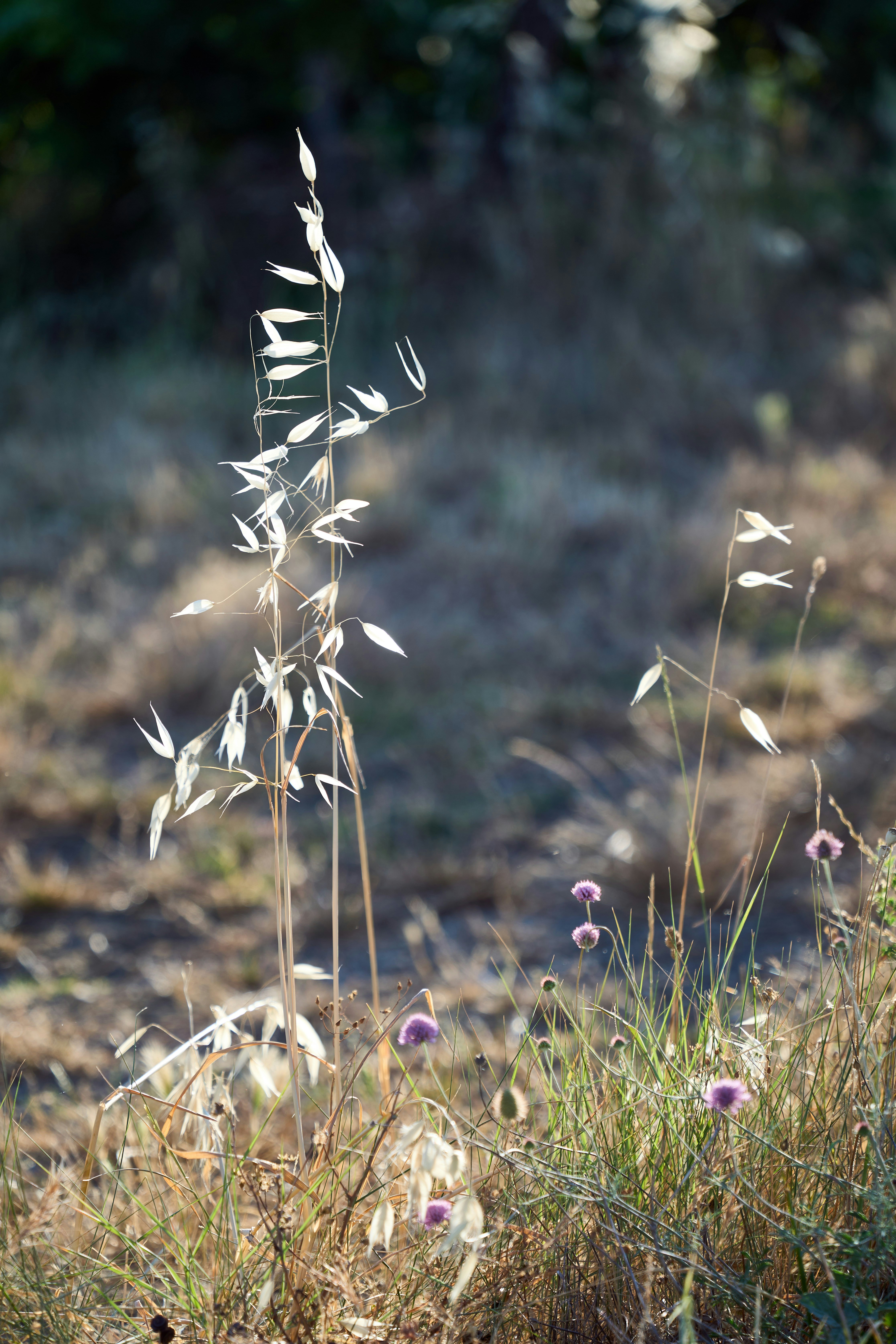 Sunlit Grass Stem Reaching Skyward in a Quiet Field