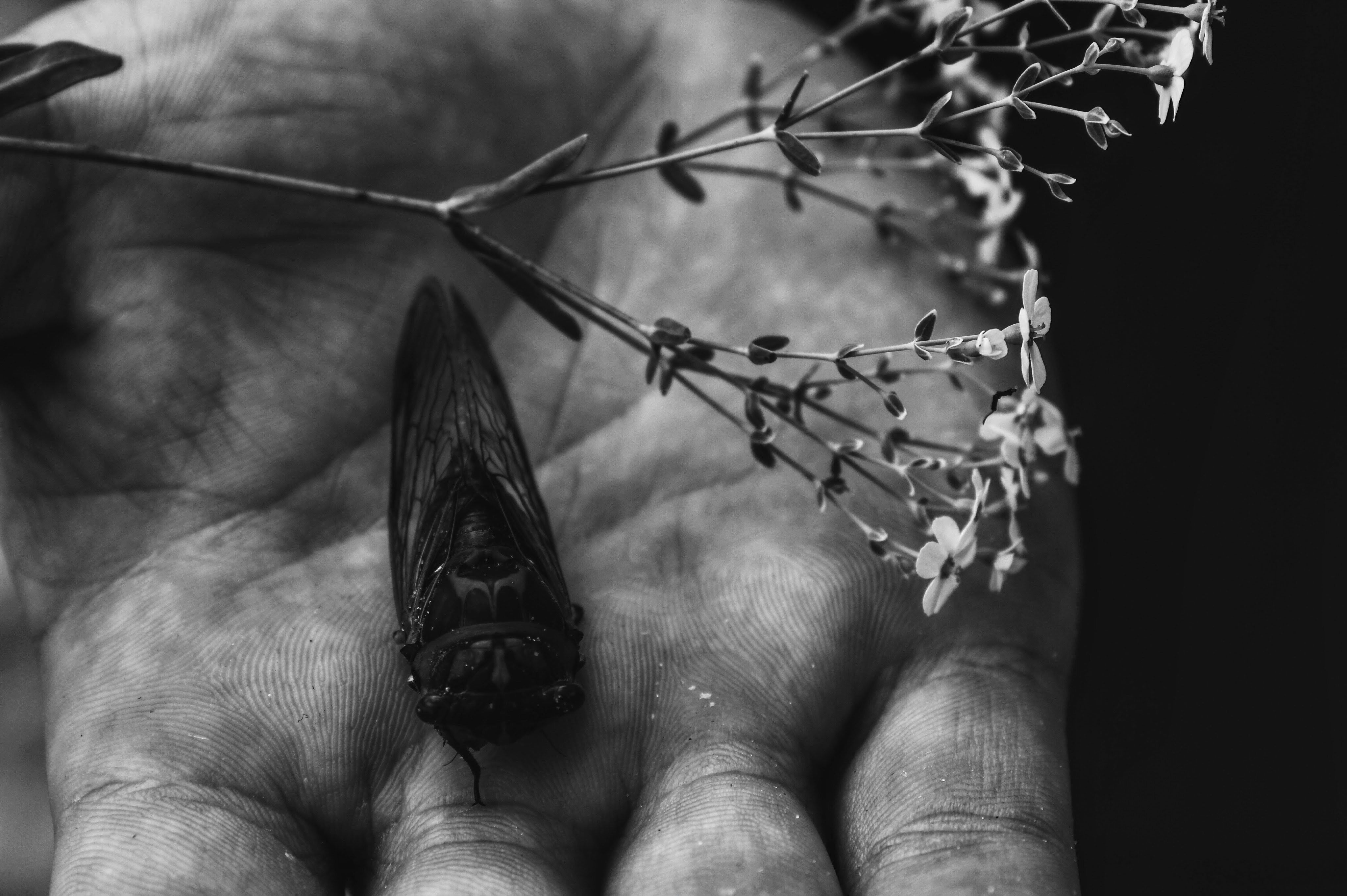 Monochrome Moment: A Night Moth Cradled by a Palm