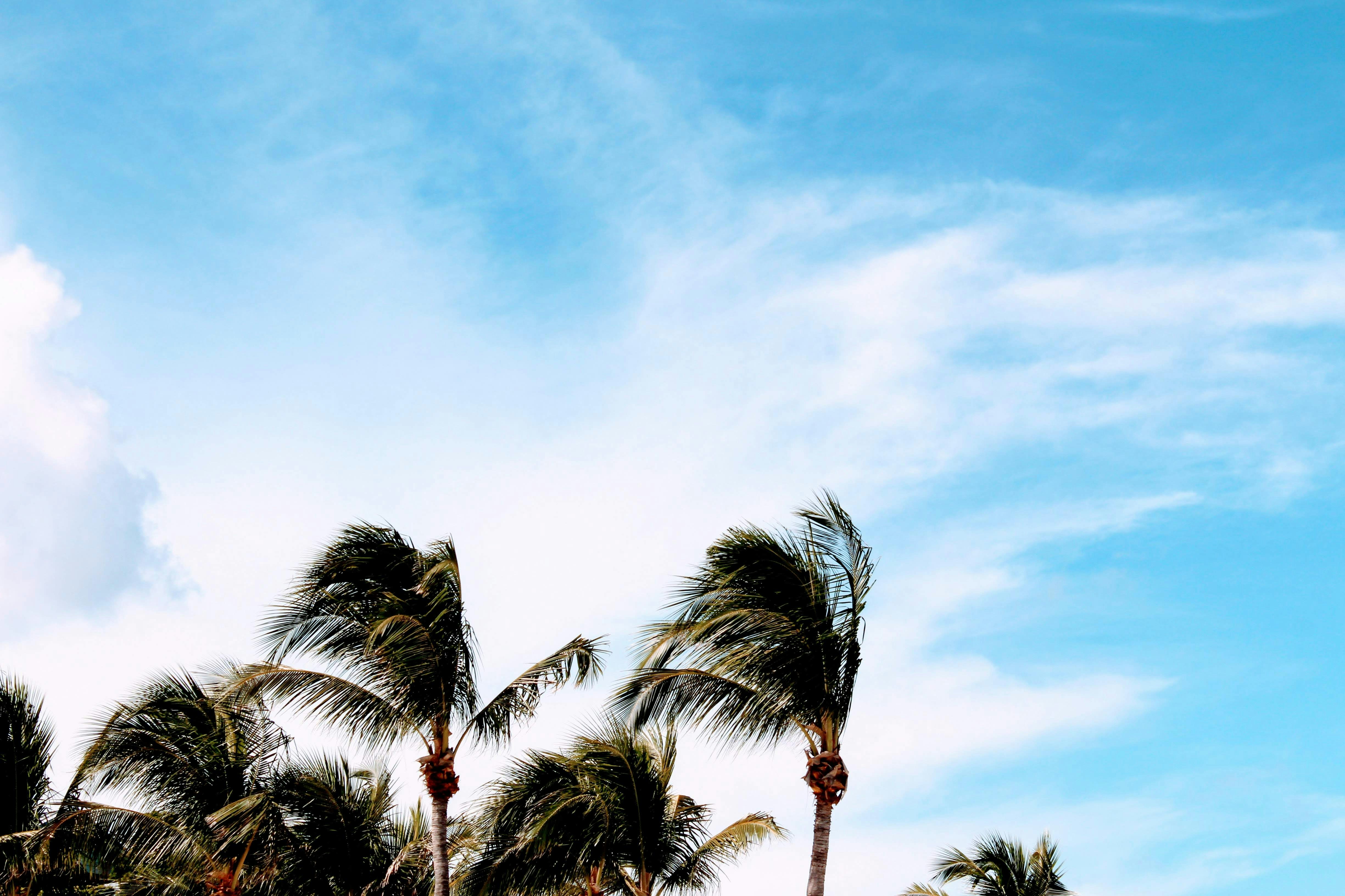 A group of palm trees under a blue sky photo – Free Tropical Image on ...