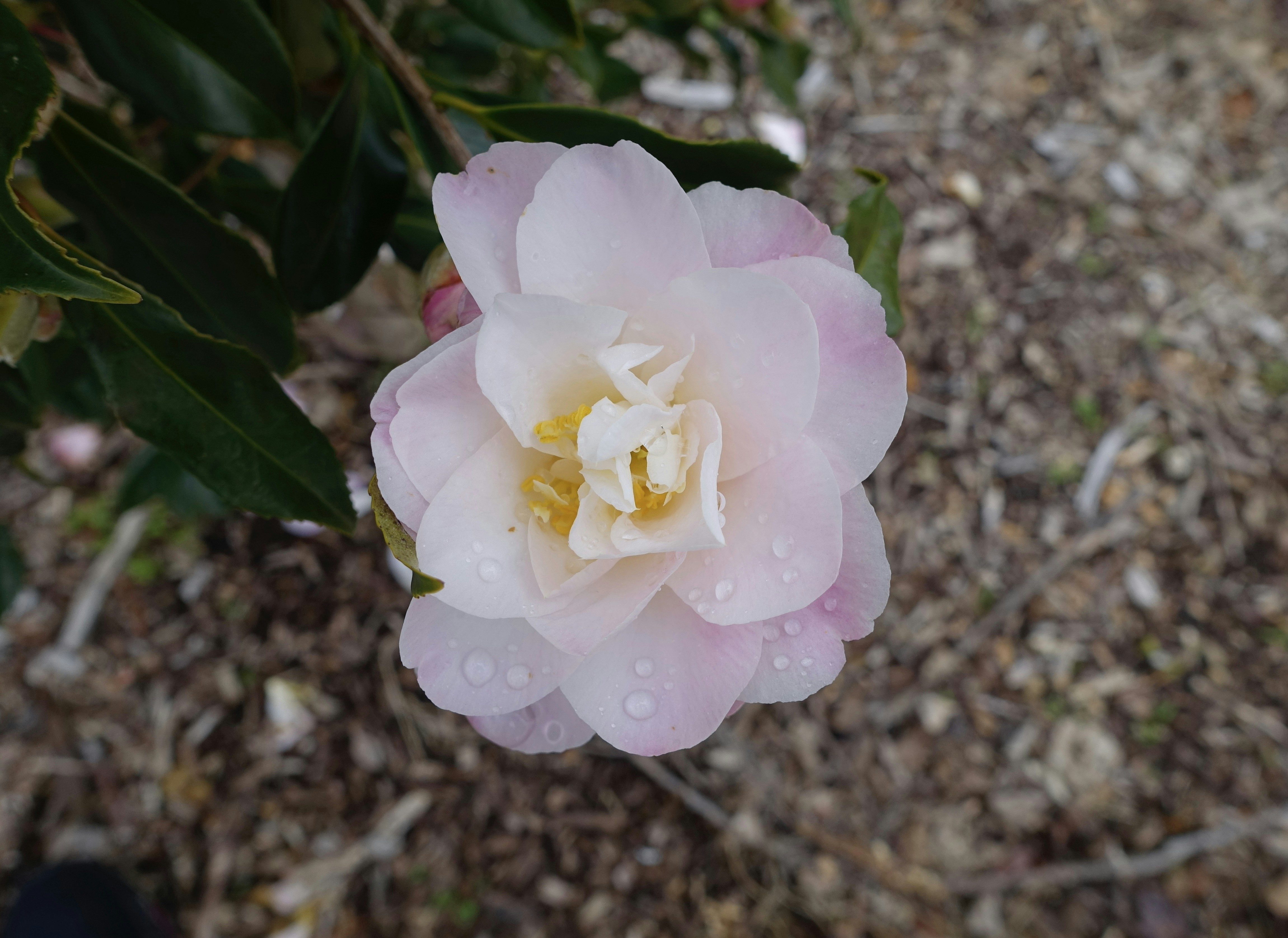 A soft pink camellia flower adorned with dew drops, surrounded by lush green leaves on a textured ground.