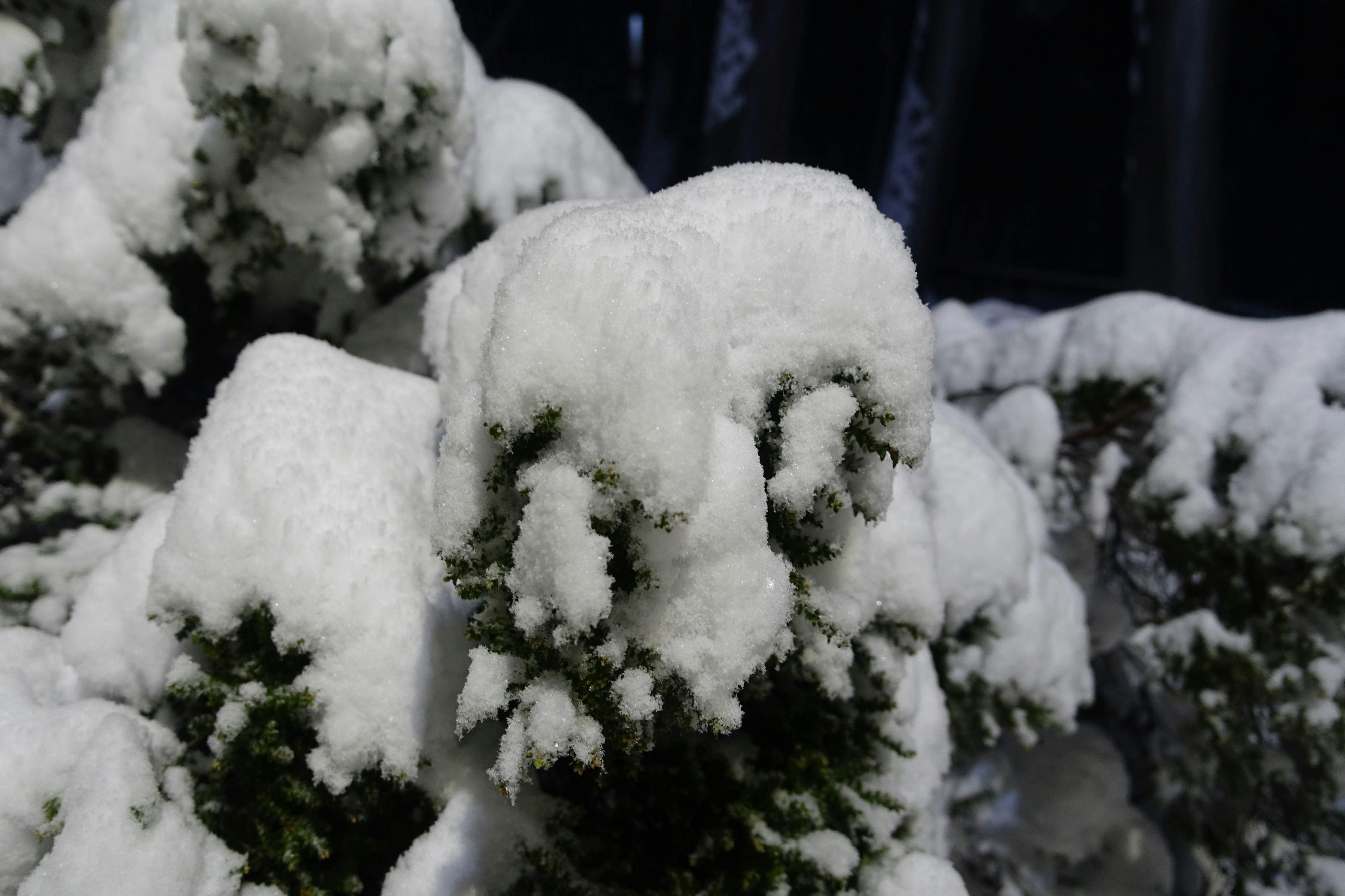 Snow-kissed Evergreen Clump Under Shadowed Canopy