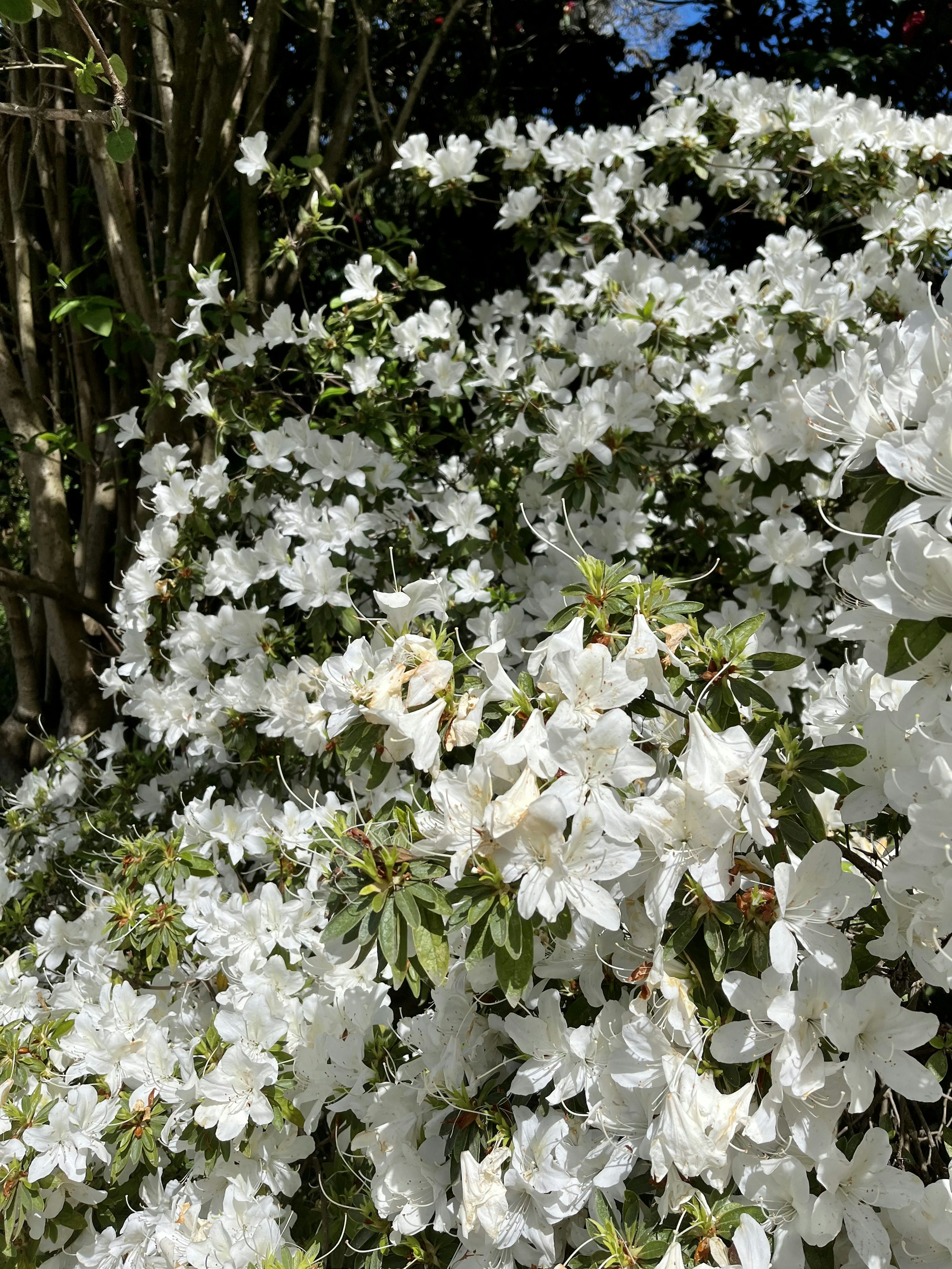 Un gros plan de fleurs blanches photo – Image gratuite de Plante sur ... Un gros plan de fleurs blanches photo – Image gratuite de Plante sur ...