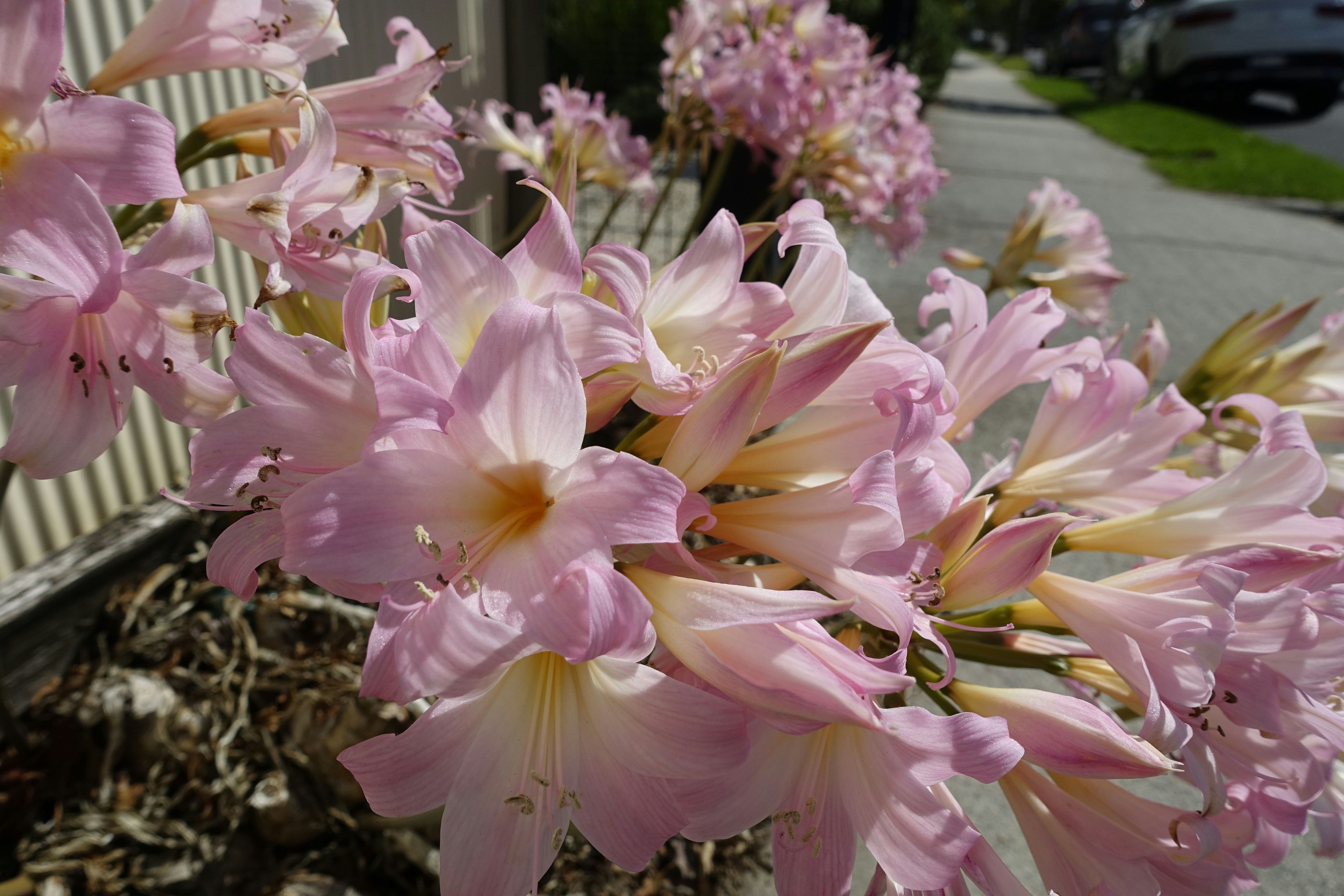 Soft Pink Bloom Surge Along a Riverside Path