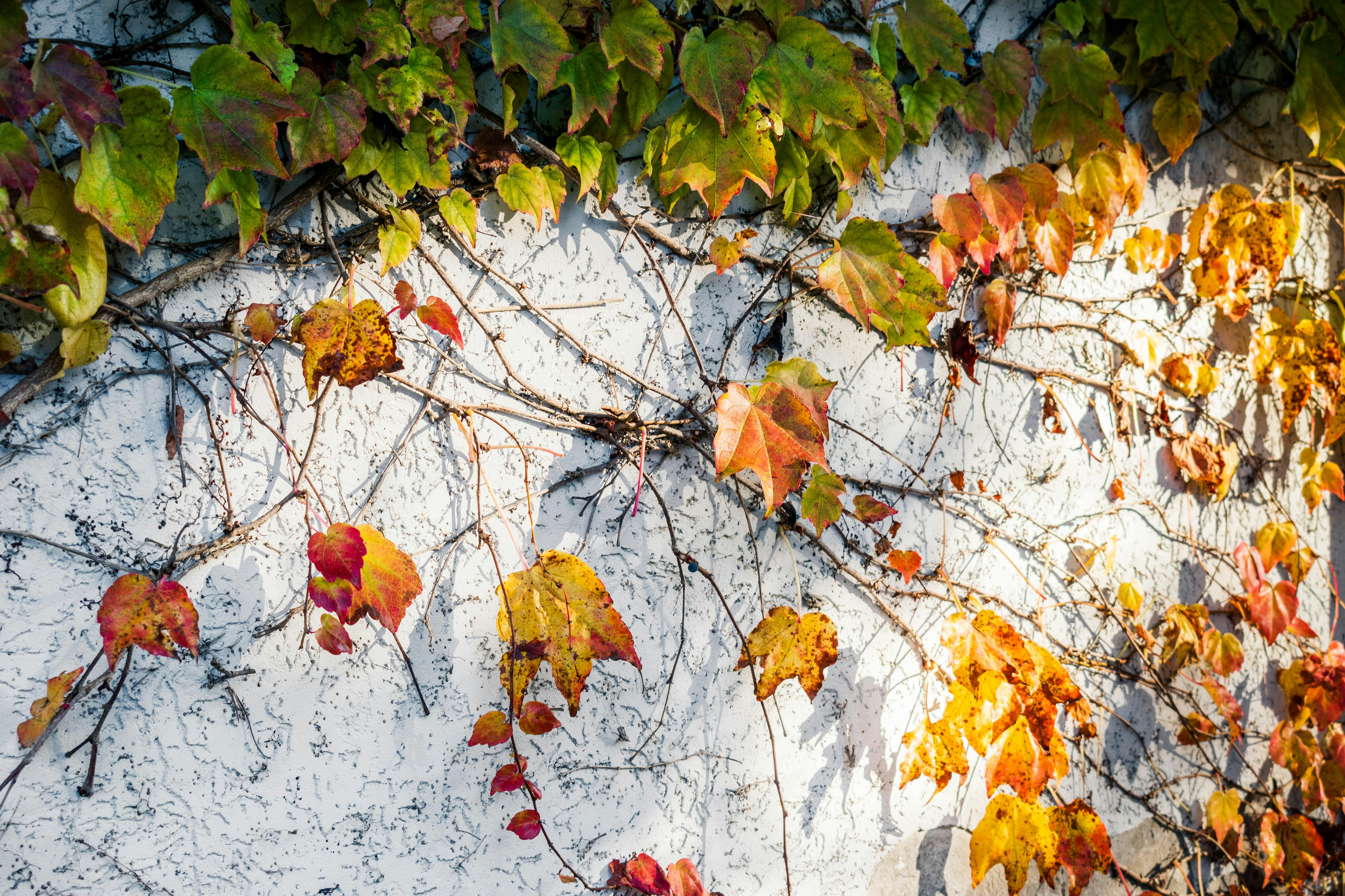 Crimson and Jade Ivy Weaving Color Across a White Stucco Wall