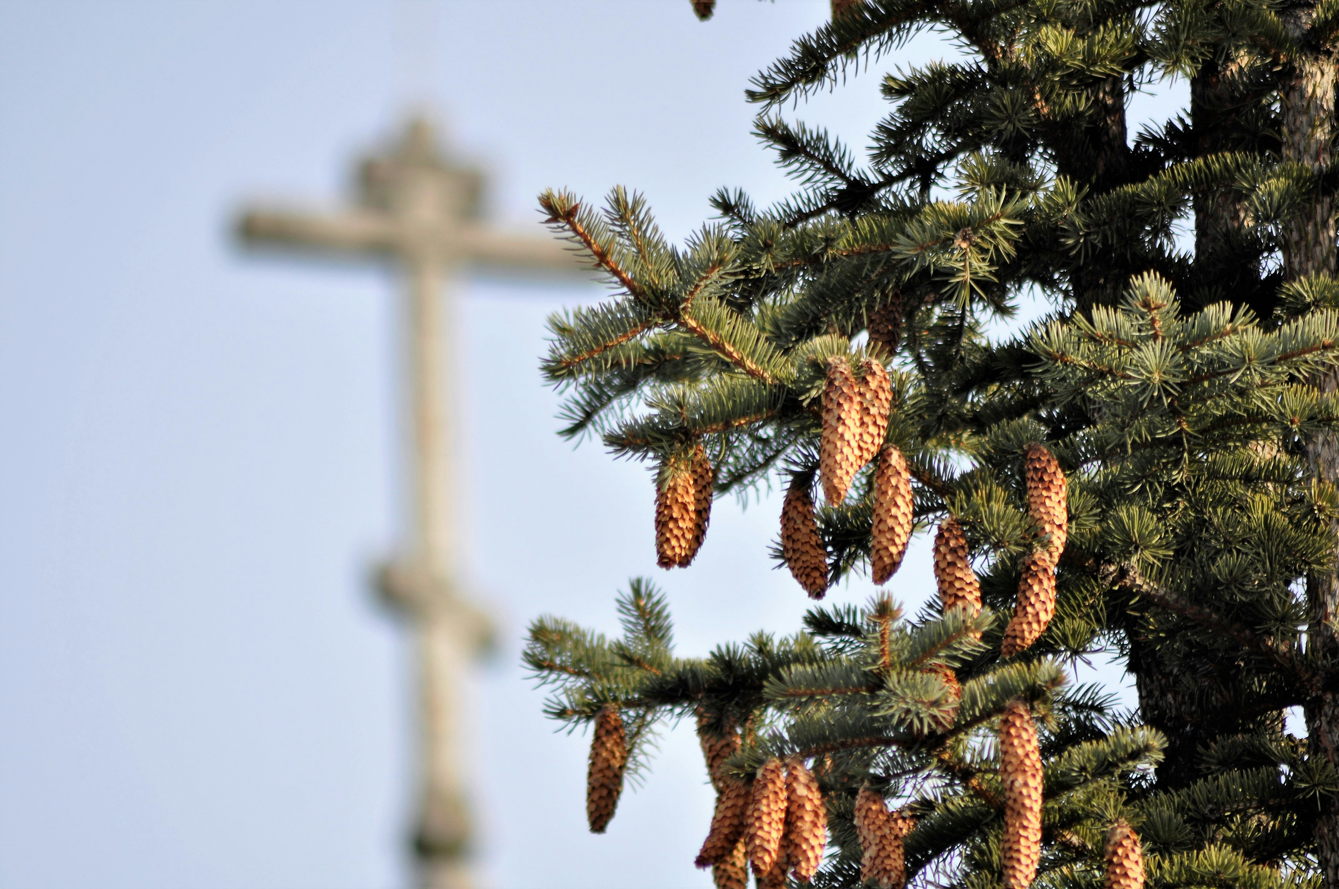 A tall tree with a tall pointy trunk photo – Free Sviatohirsk Image on ...