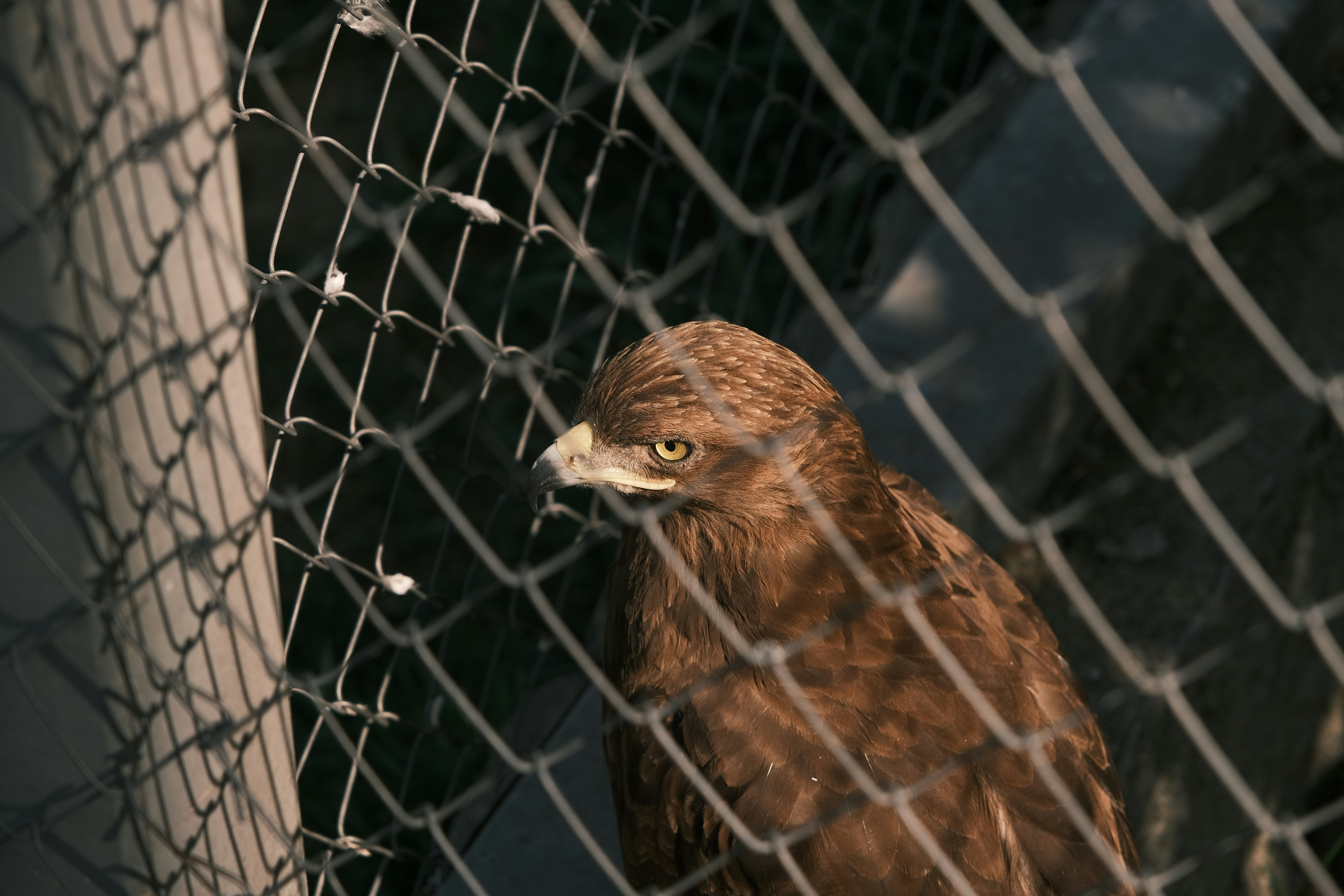 a bird in a cage