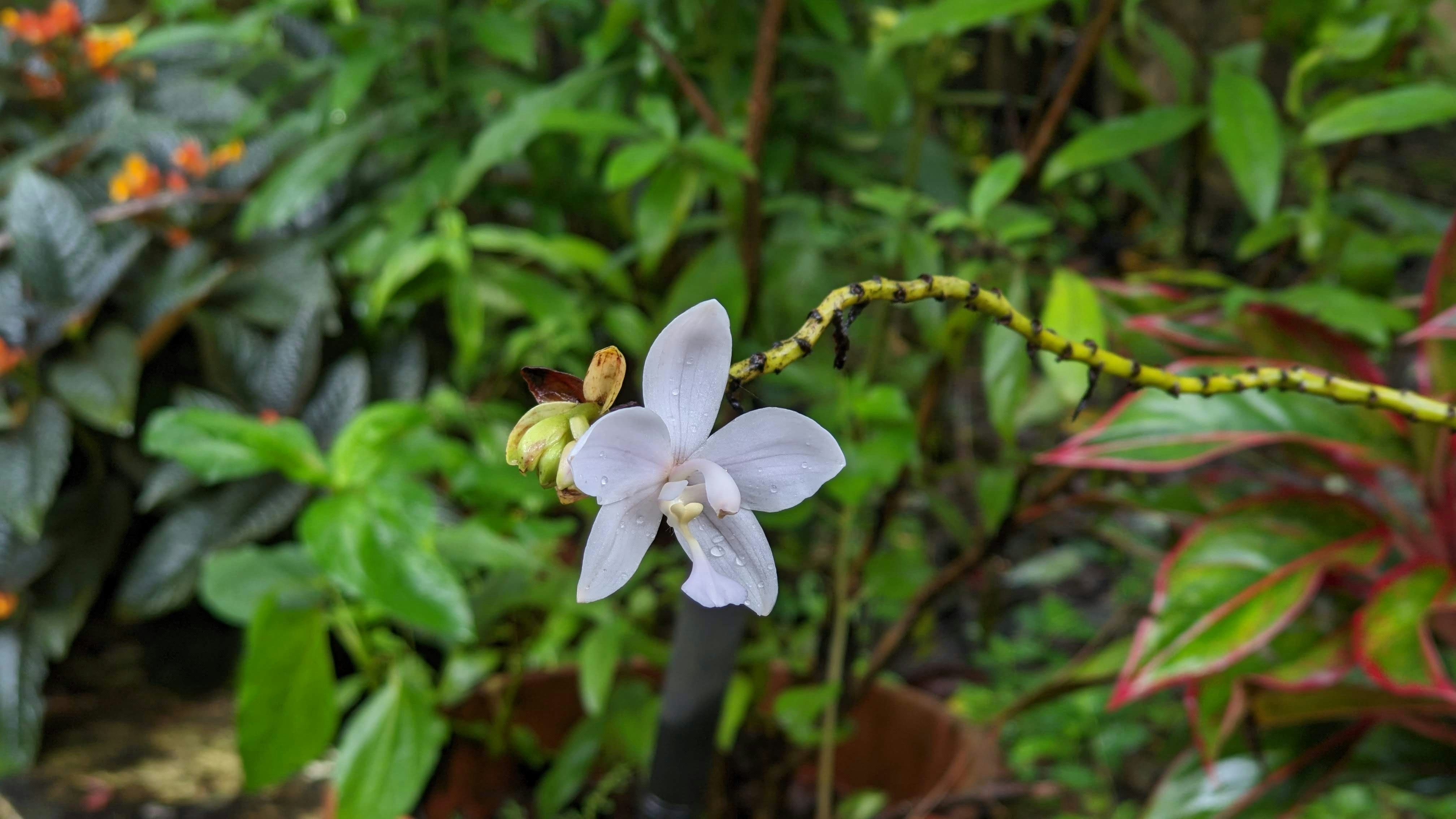 White Orchid on a Curving Stem Amid Lush Tropical Foliage