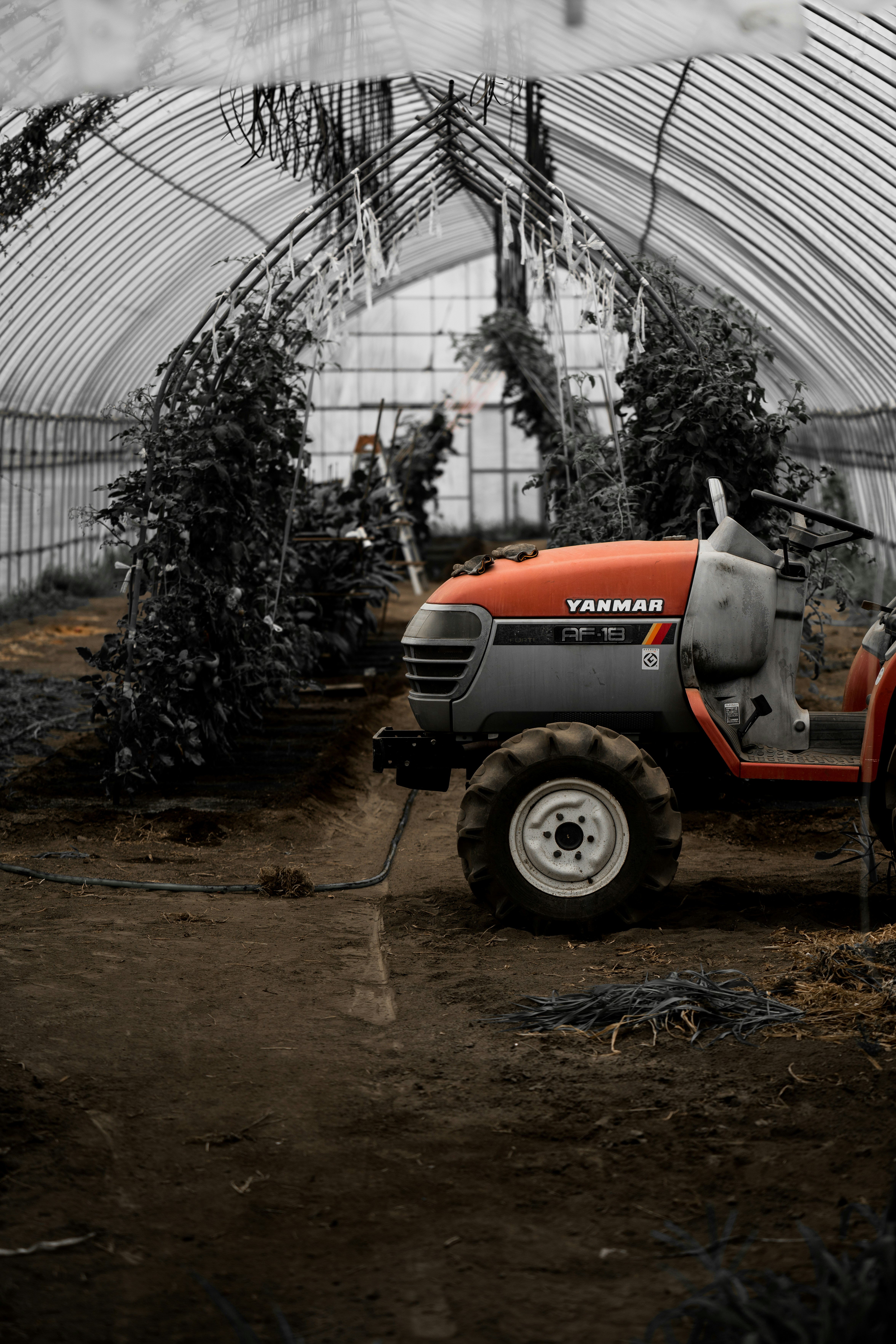 Red Yanmar tractor nestled among lush green plants in a greenhouse, showcasing agricultural innovation.
