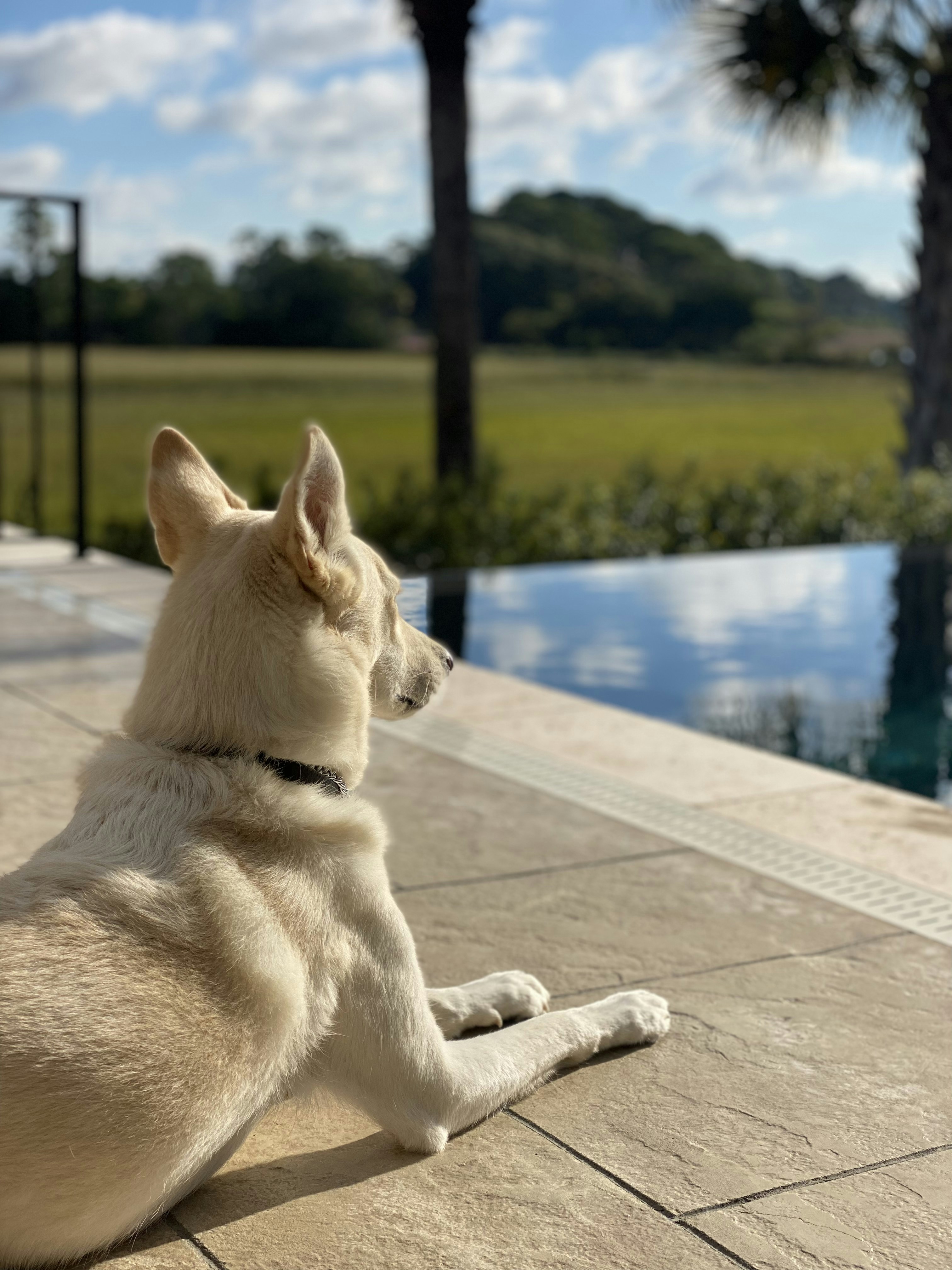 Poolside Reverie: A Cream-Colored Pup Lounges Toward a Sunlit Horizon