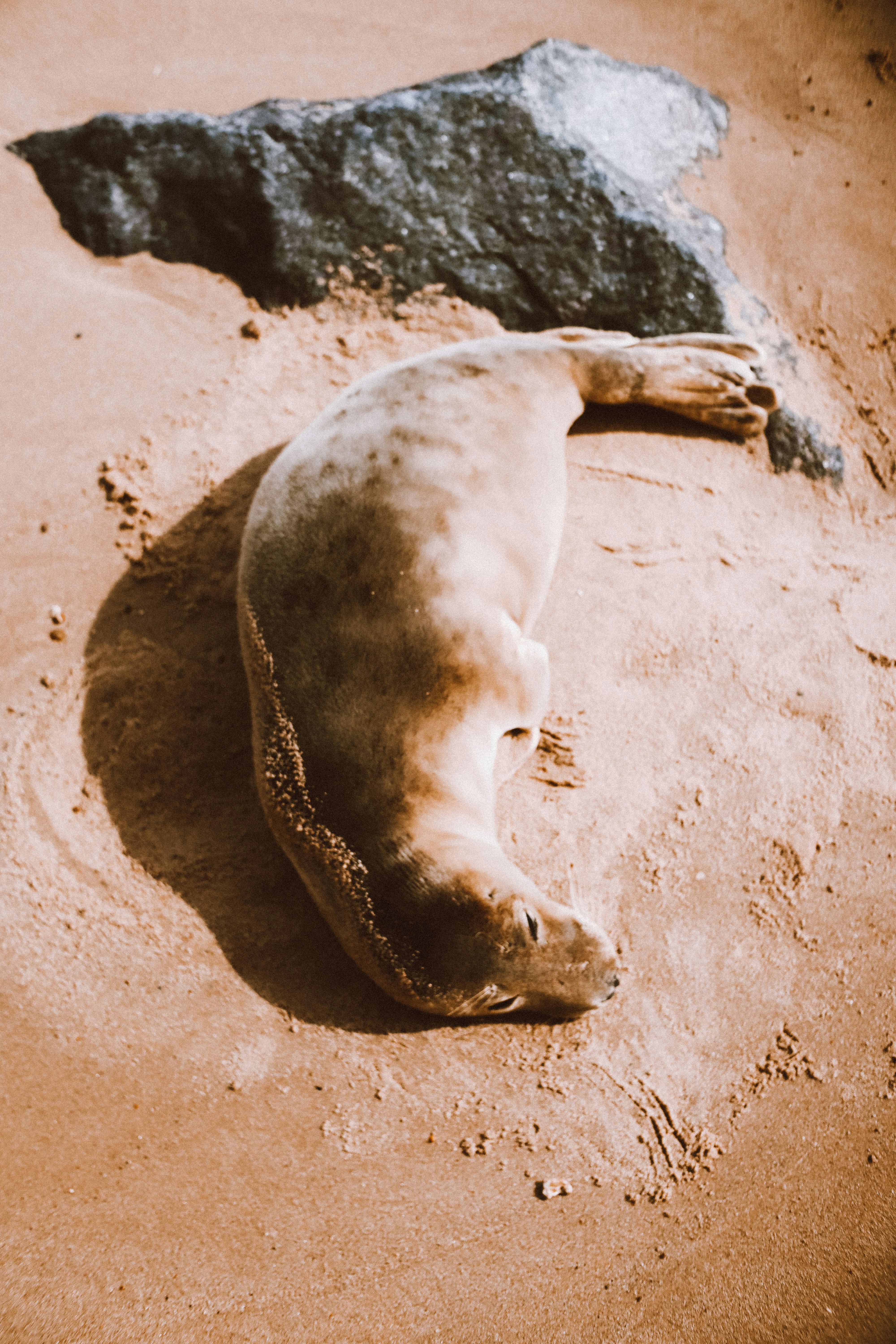 a seal lying on the sand