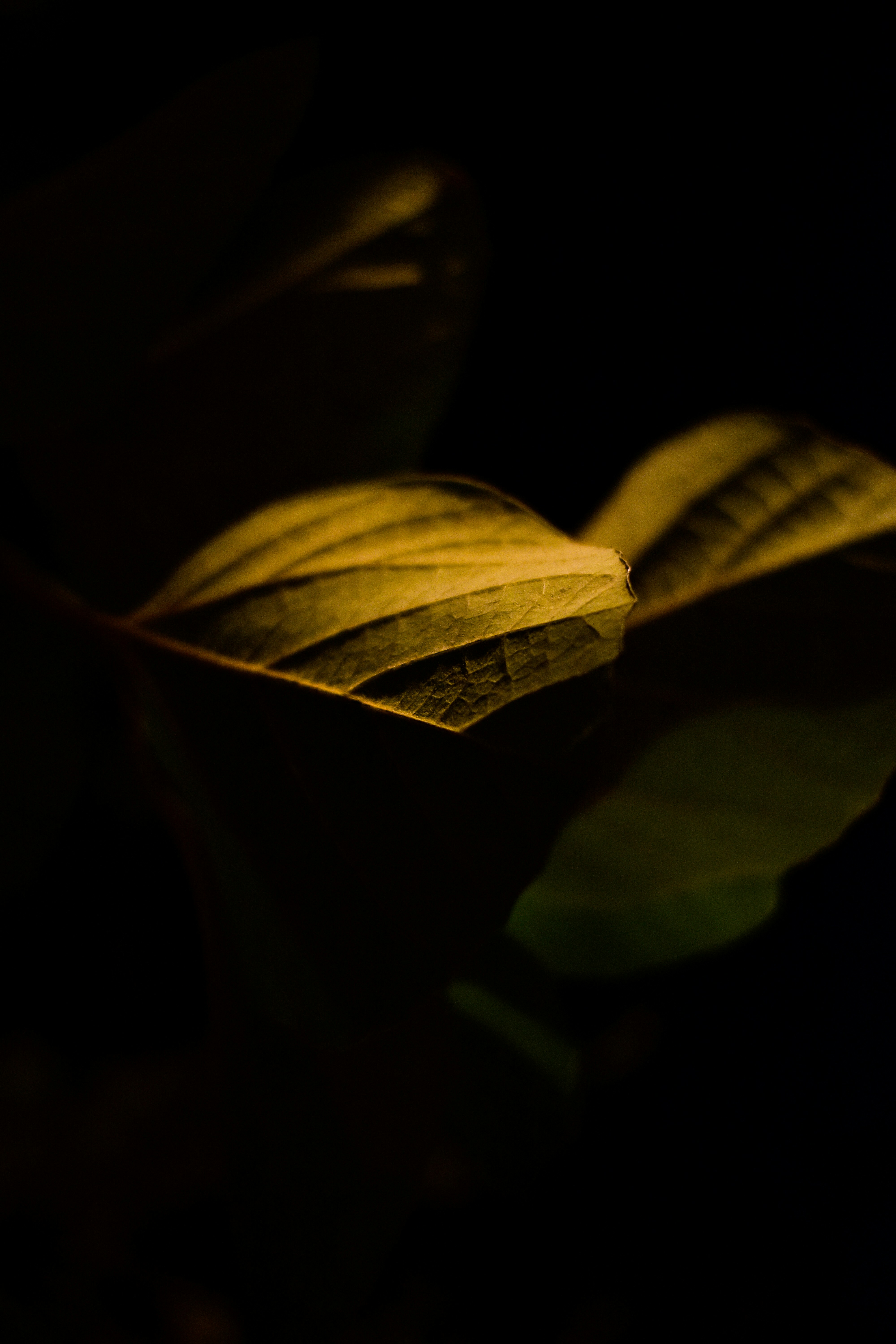 A close-up of a leaf illuminated by soft light against a dark background, highlighting its intricate texture and veins.
