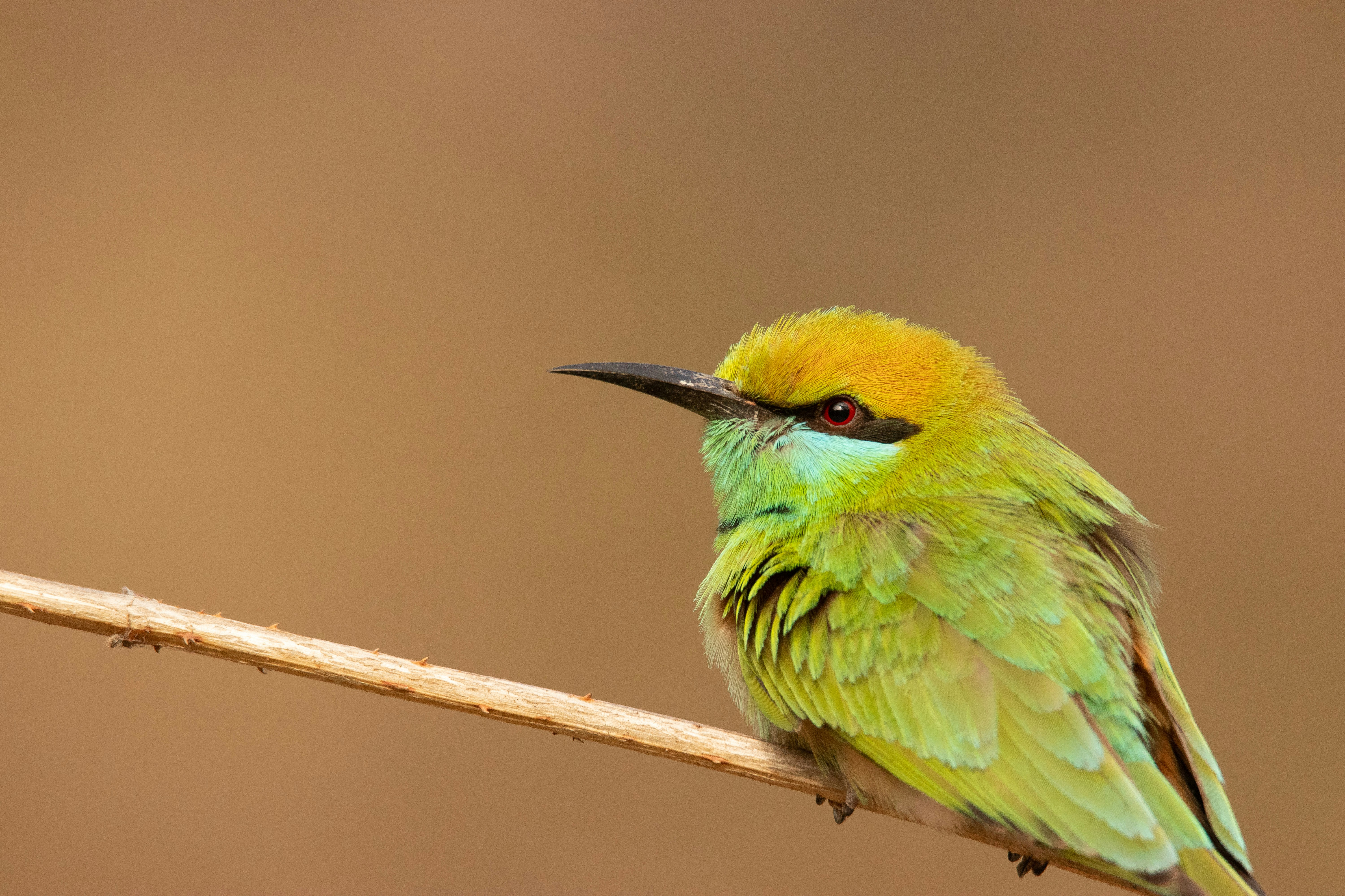 Green Bee-Eater Portrait shot in Pune.