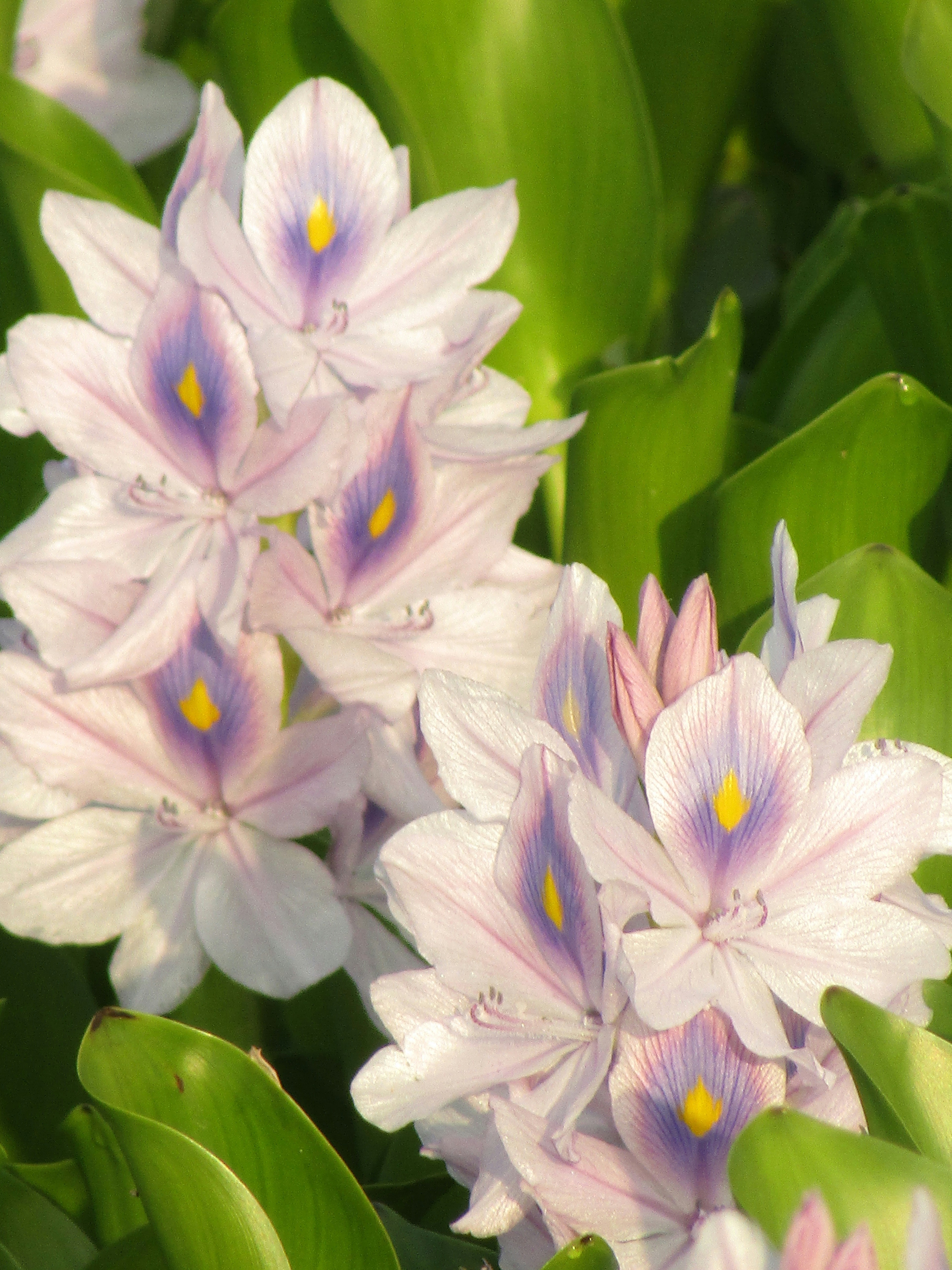 Delicate water lilies adorned with soft pink and purple hues, nestled among vibrant green leaves.