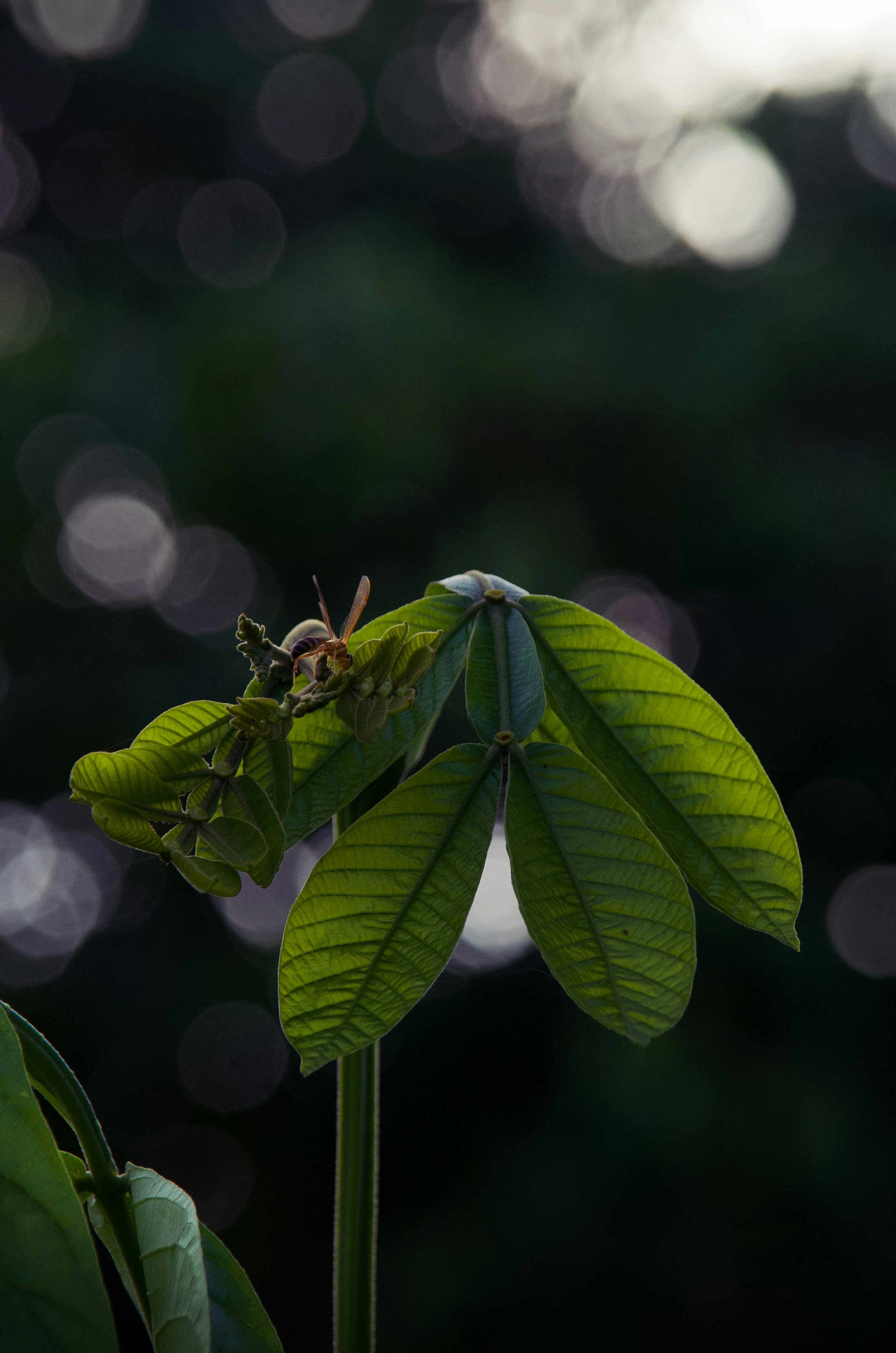 Verdant Vein: A Close-Up of Leaf Texture Against Dreamy Bokeh