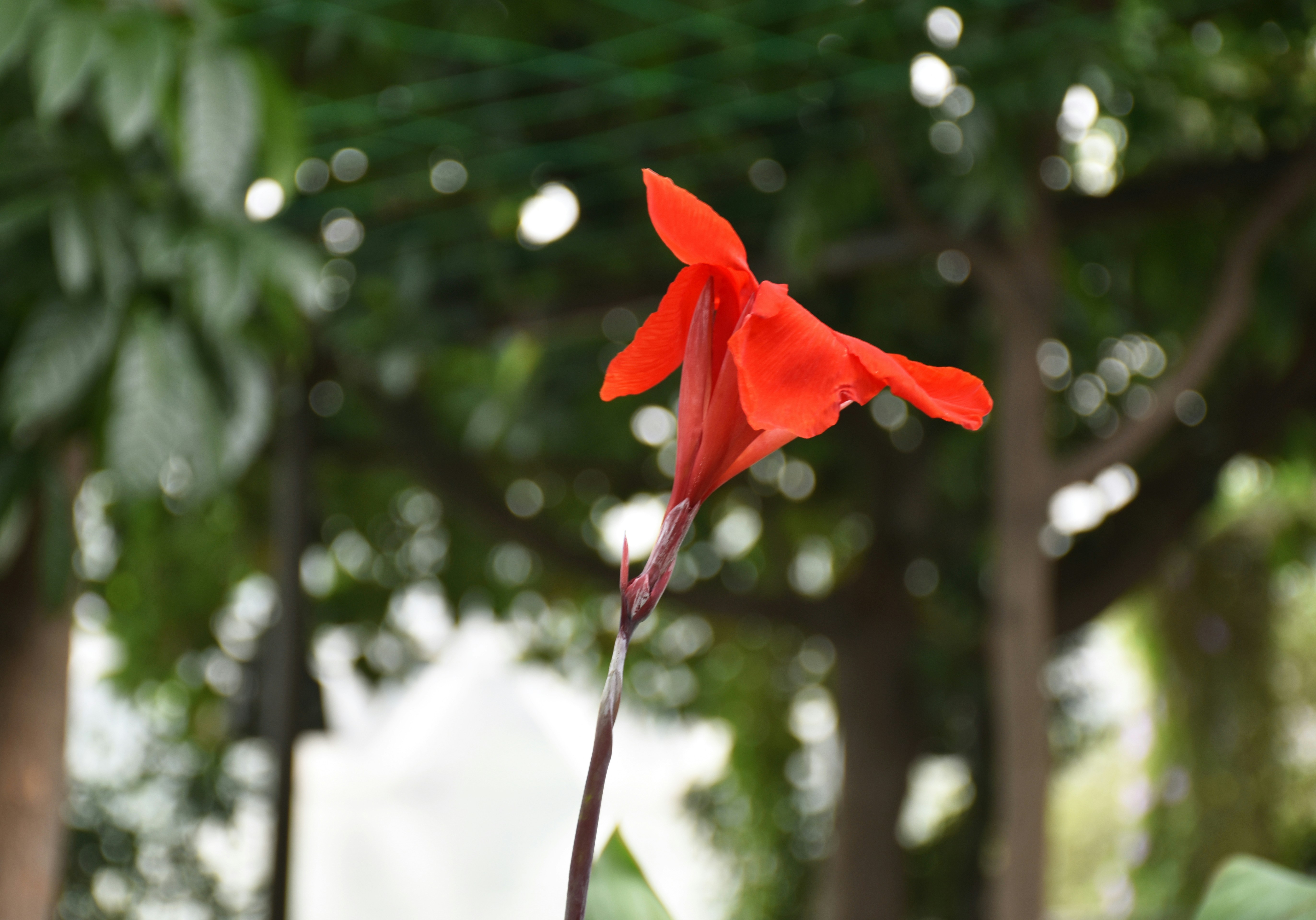 Scarlet Bloom on a Slender Stem Amid Soft Garden Bokeh