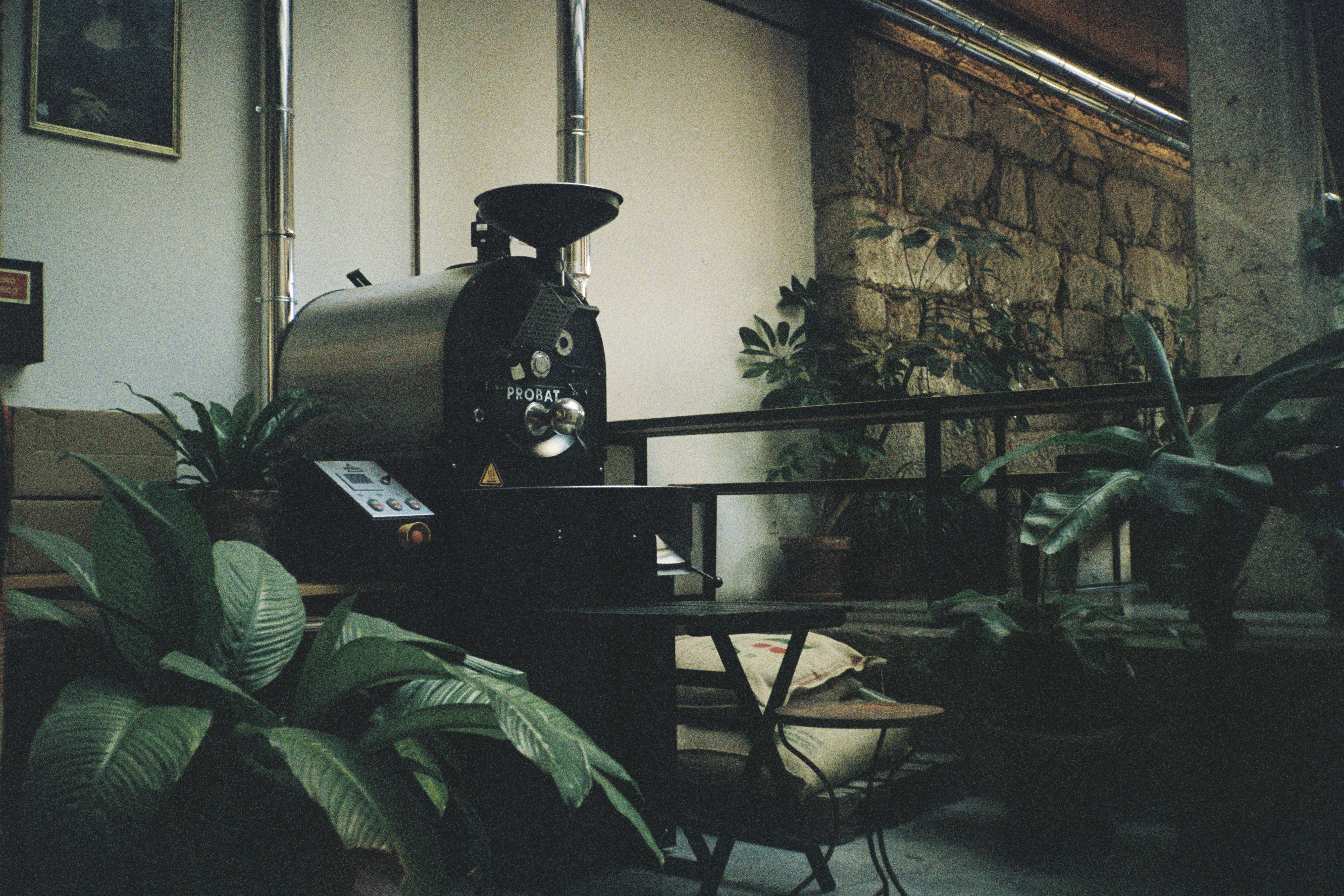 The Quiet Roaster Among Ferns in an Indoor Studio