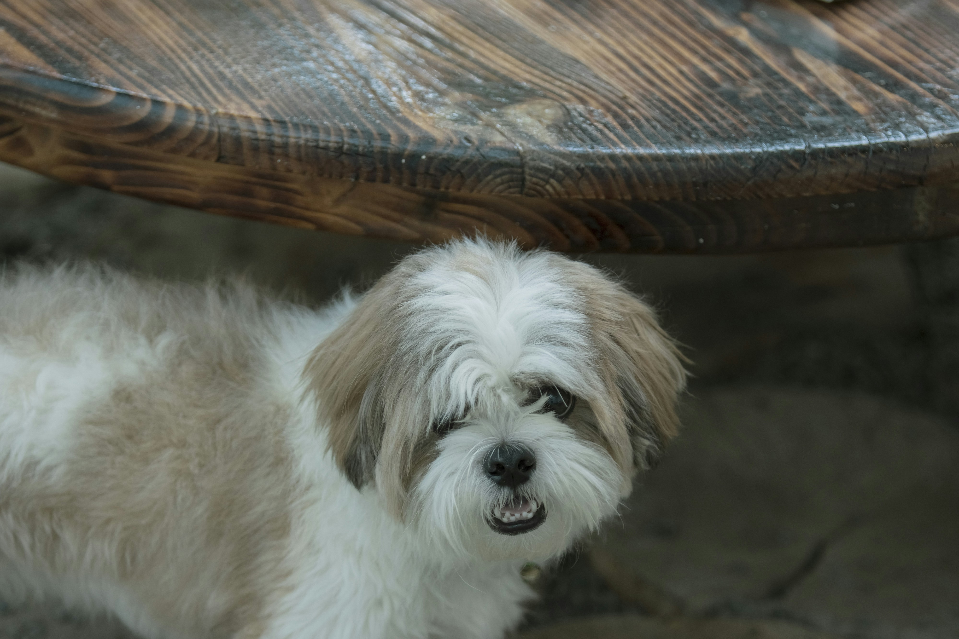 A dog under a bench photo – Free Iran Image on Unsplash