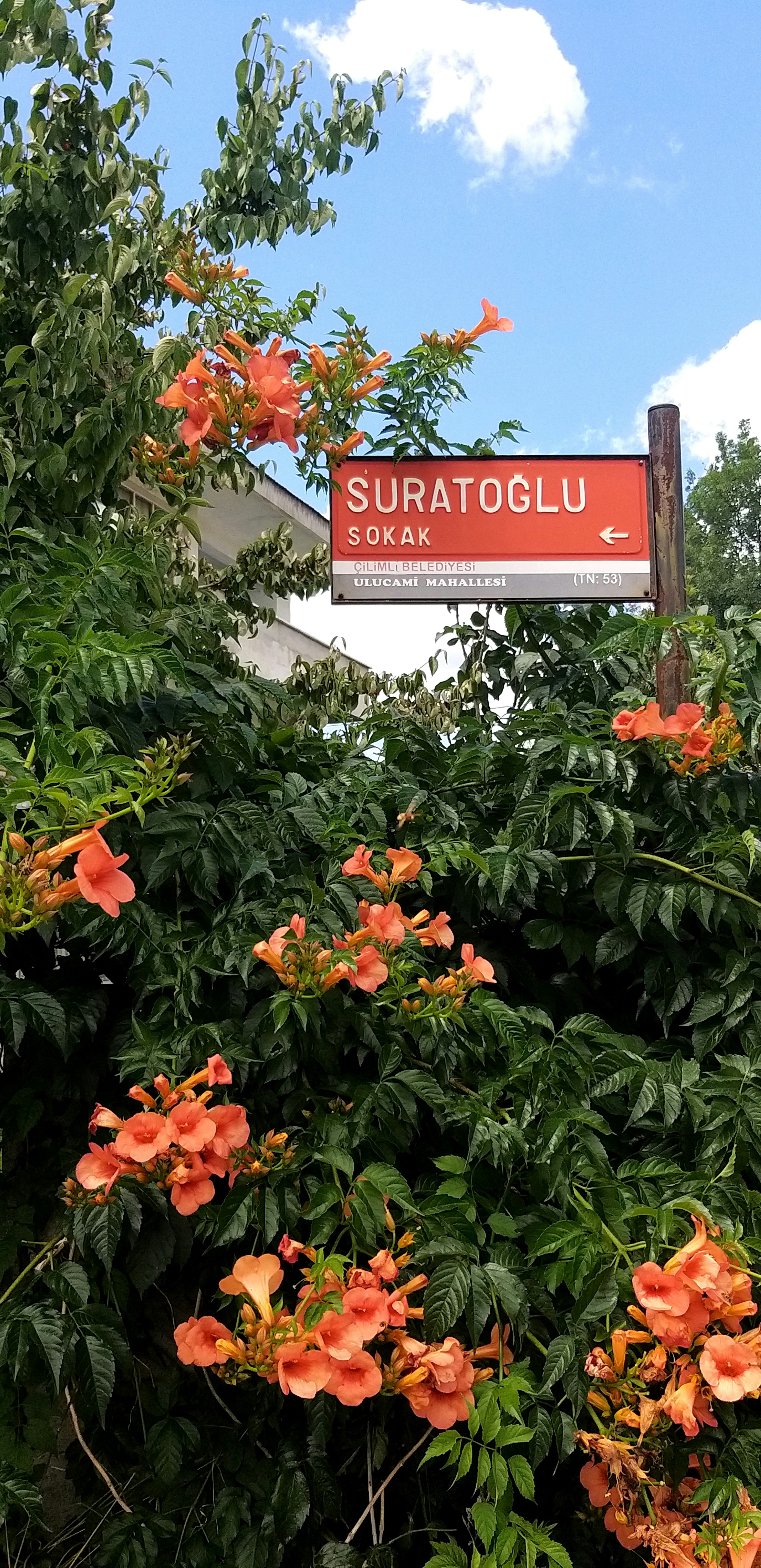 Bougainvillea-framed street sign for Suratoglu Sokak stands against a vivid blue sky.