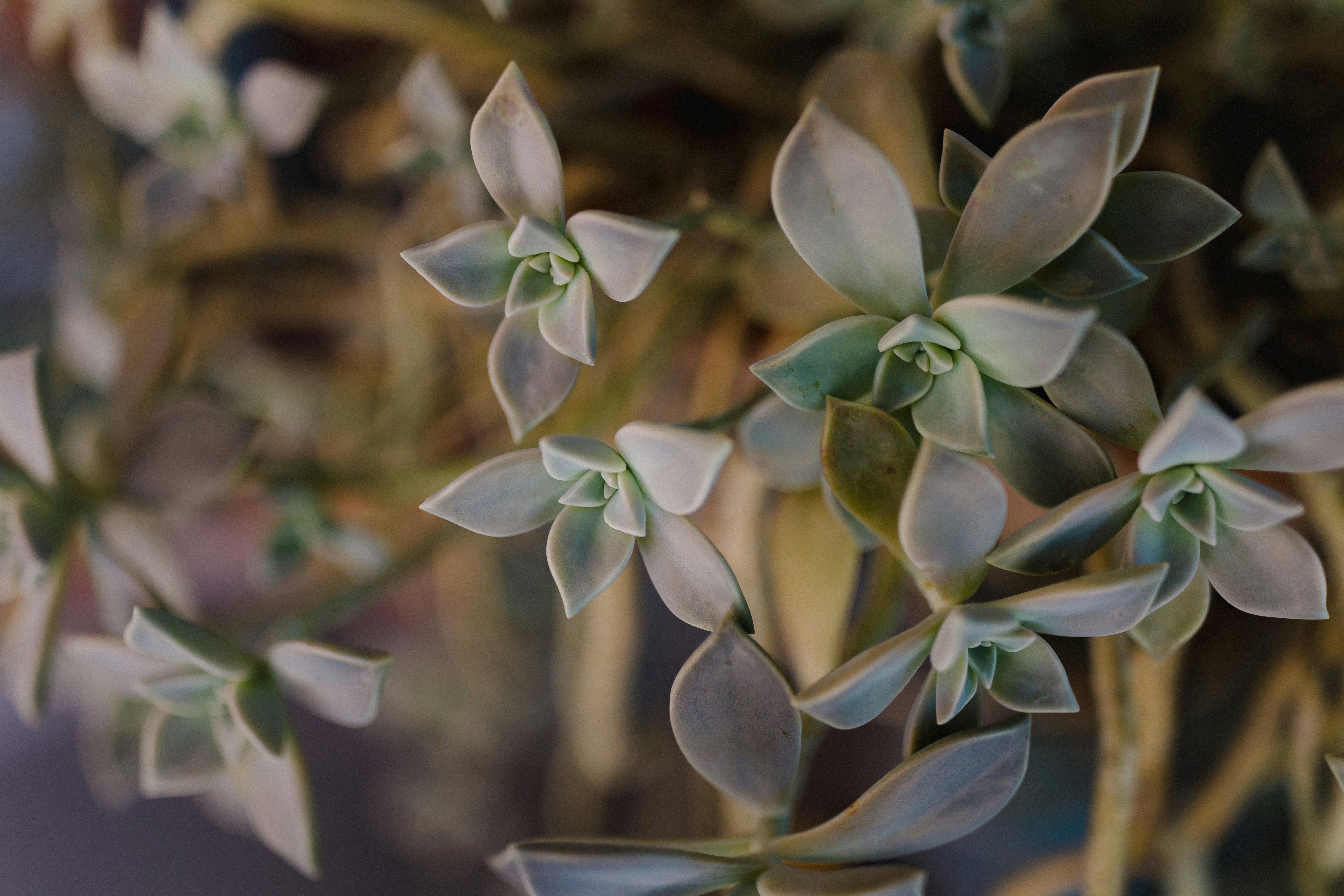 Jade Rosettes in Quiet Focus: A Macro Portrait of Succulent Leaves