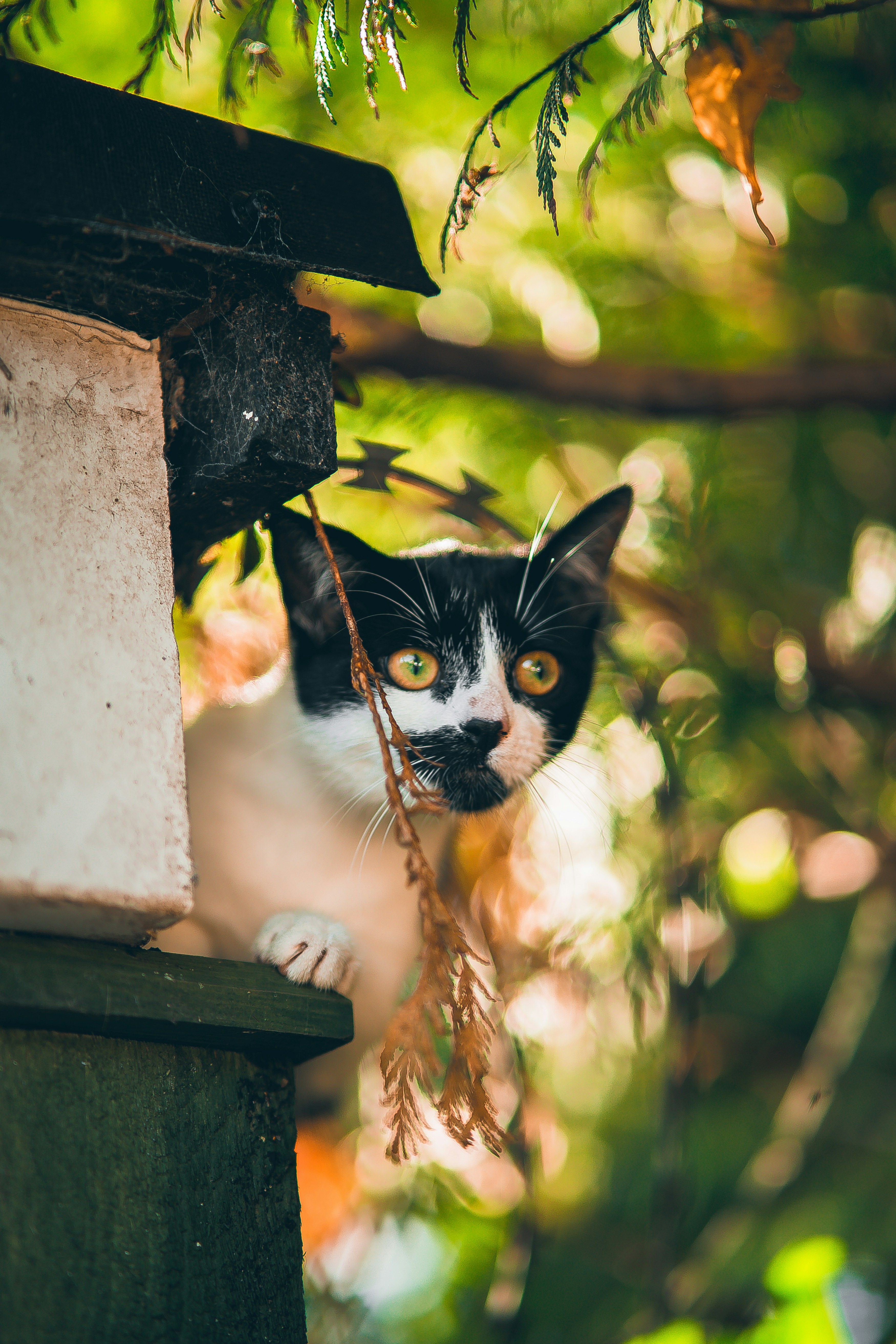 A cat on a tree branch photo – Free Animal Image on Unsplash