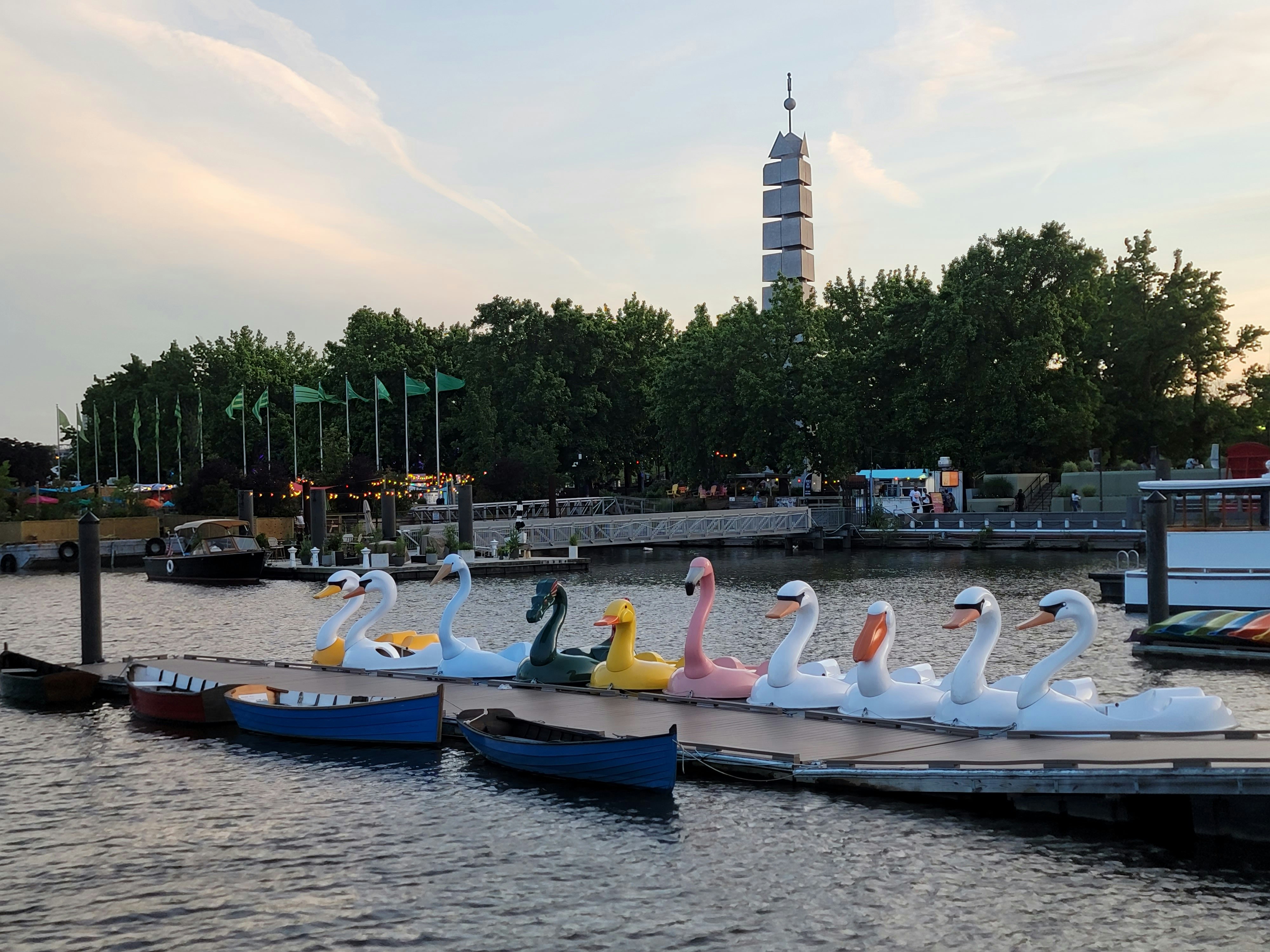 Whimsical Swans on the Waterway