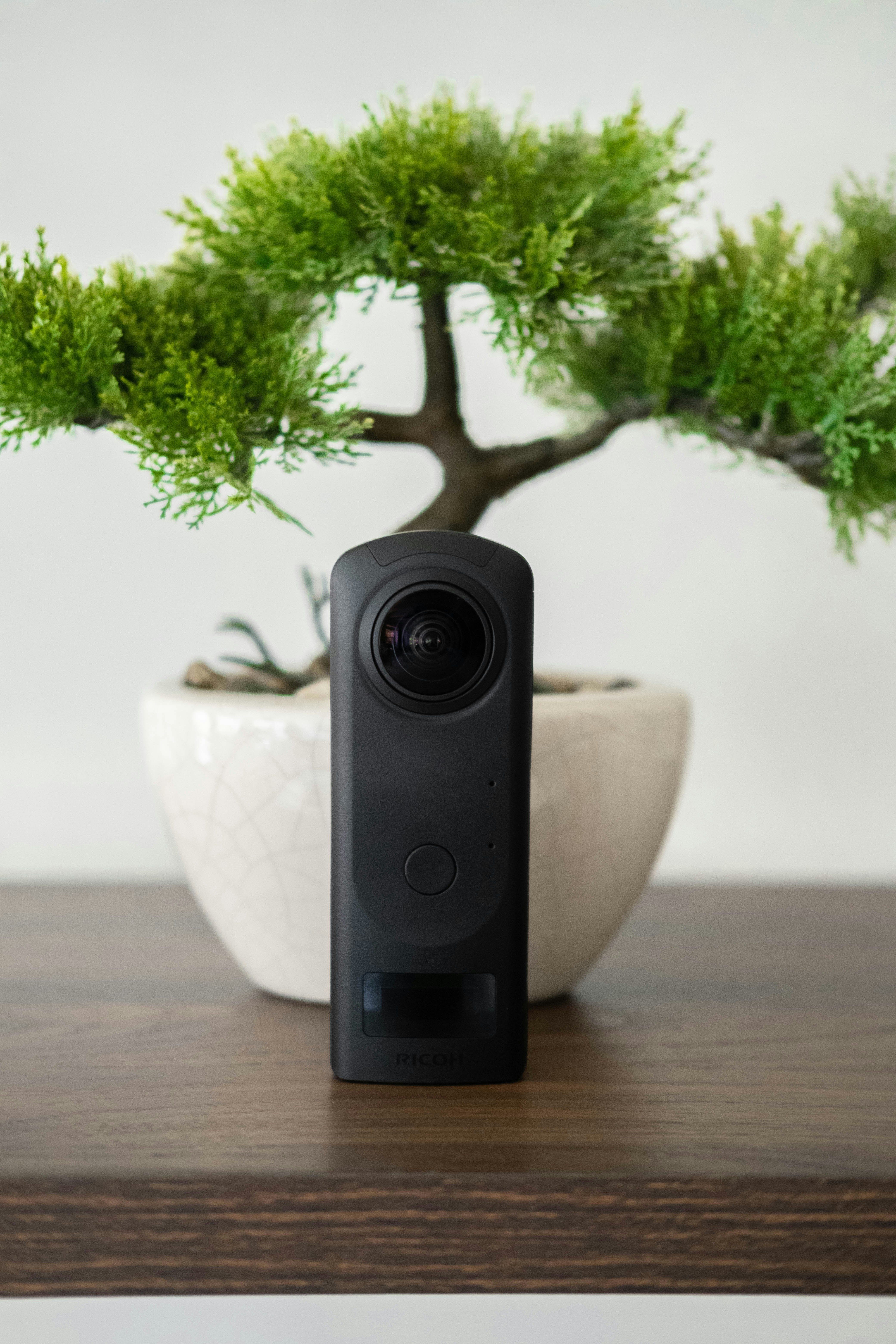 A plant in a pot photo – Free 3d camera Image on Unsplash
