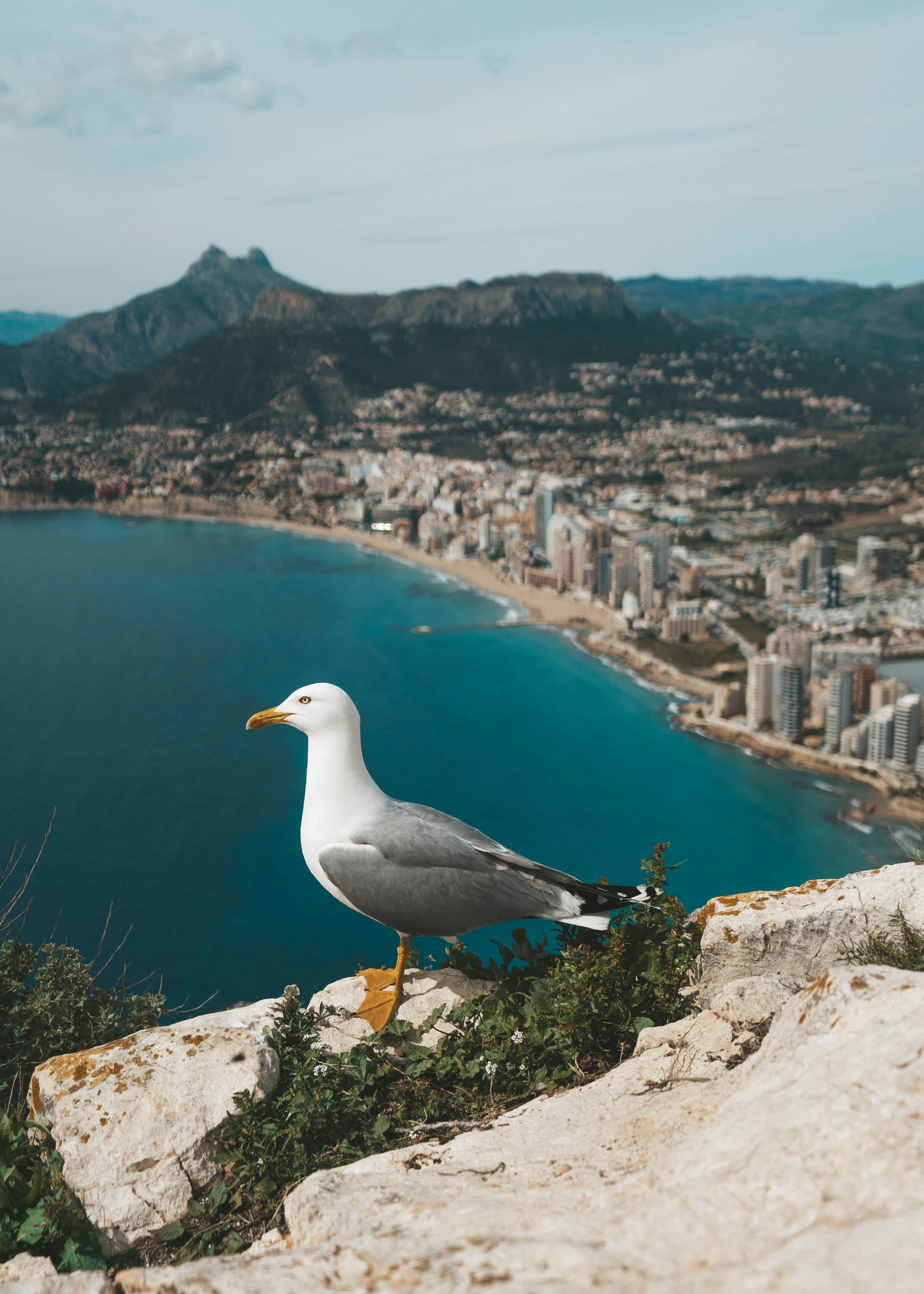 A seagull stands on a rocky ledge overlooking a coastal city and azure waters, capturing a moment of serenity against a vibrant backdrop.