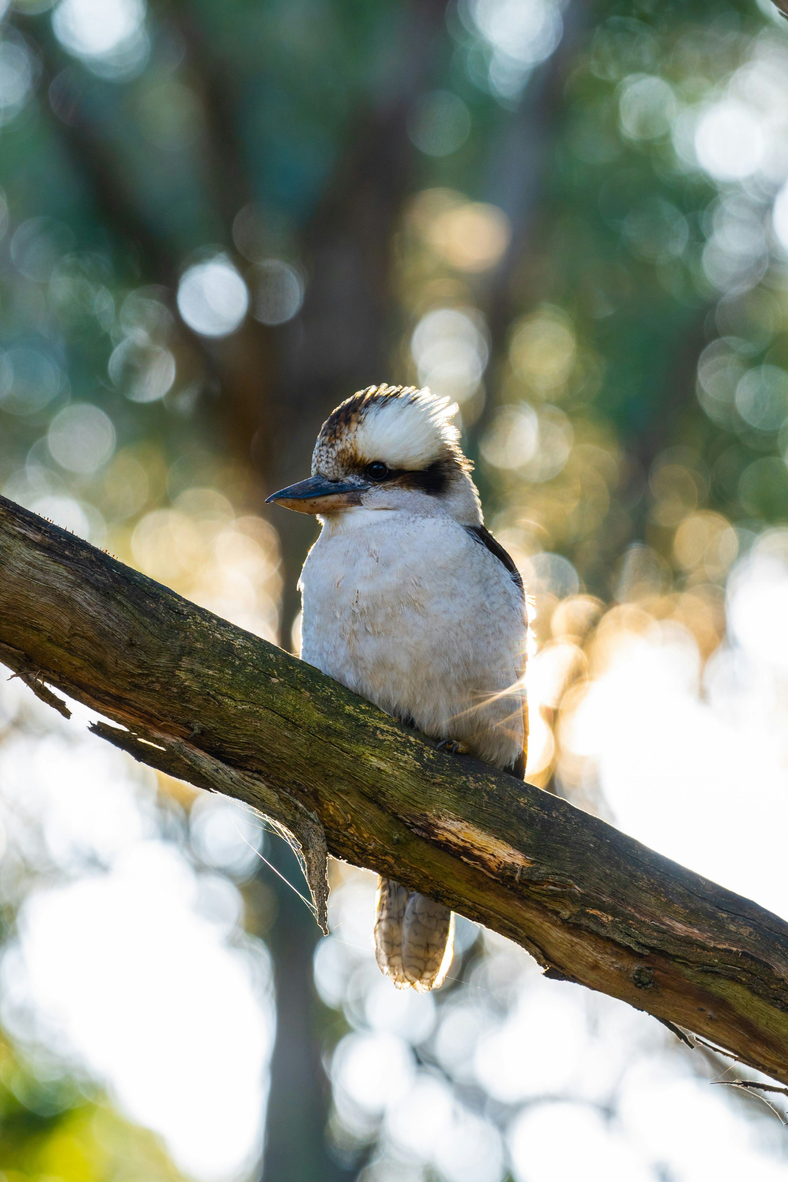 Kookaburra in Dappled Light: A Quiet Perch on a Mossy Branch