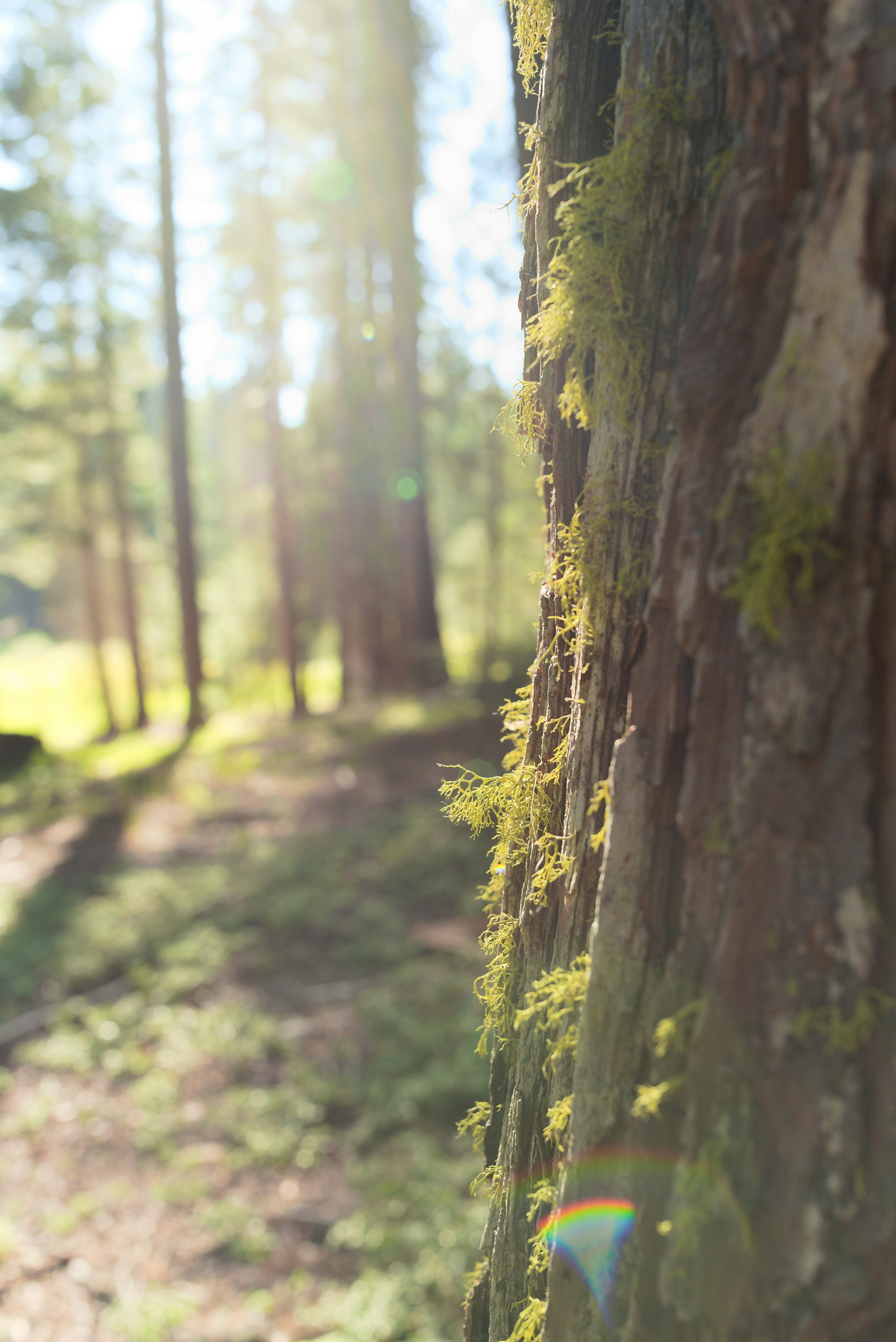 Sun-Kissed Moss on Bark: A Quiet Forest Frame