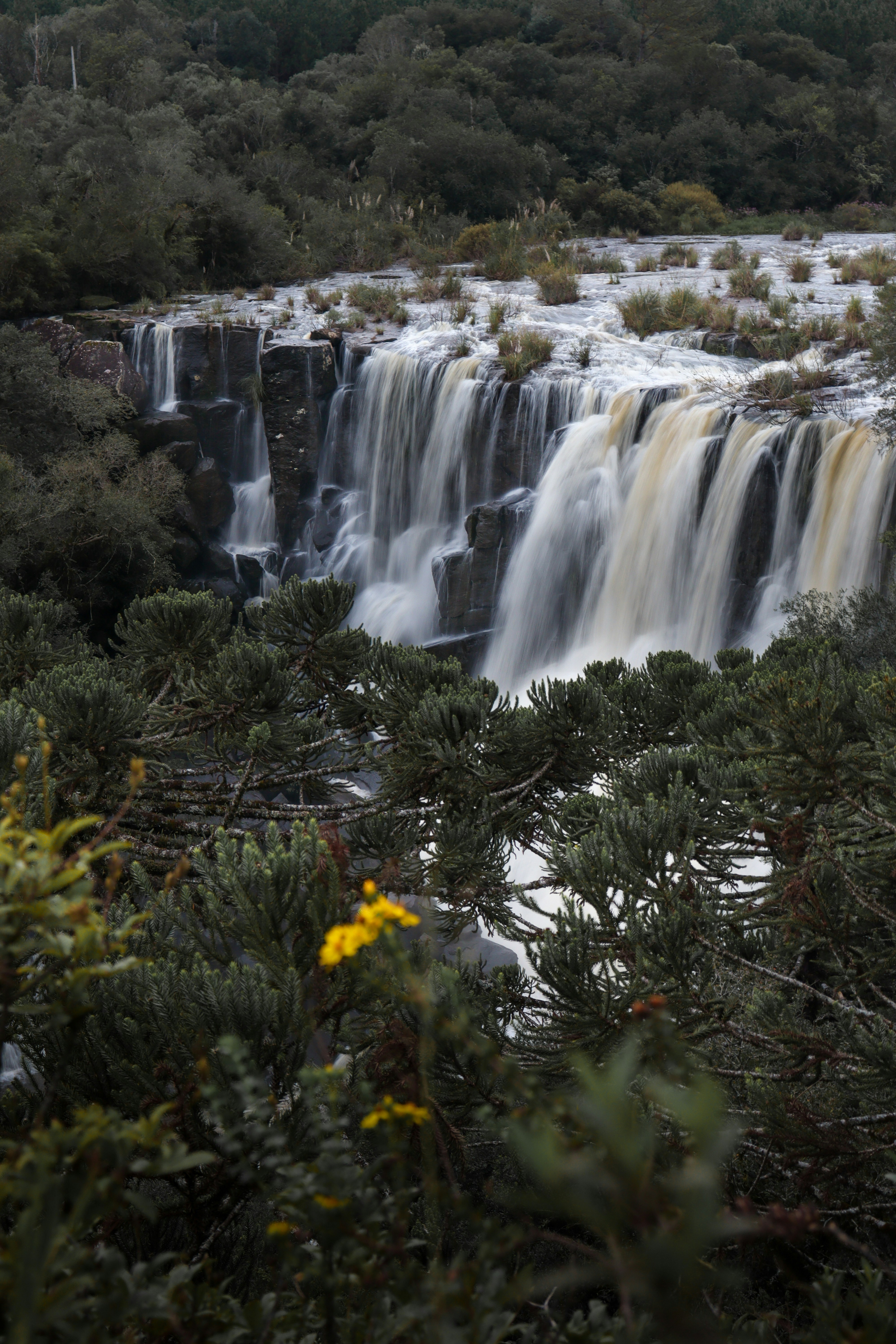 Silky Falls at the Forest Edge, Framed by Conifers and Wildflowers